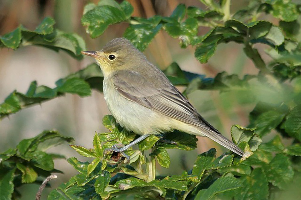 Icterine and Melodious Warblers photo ID guide - BirdGuides
