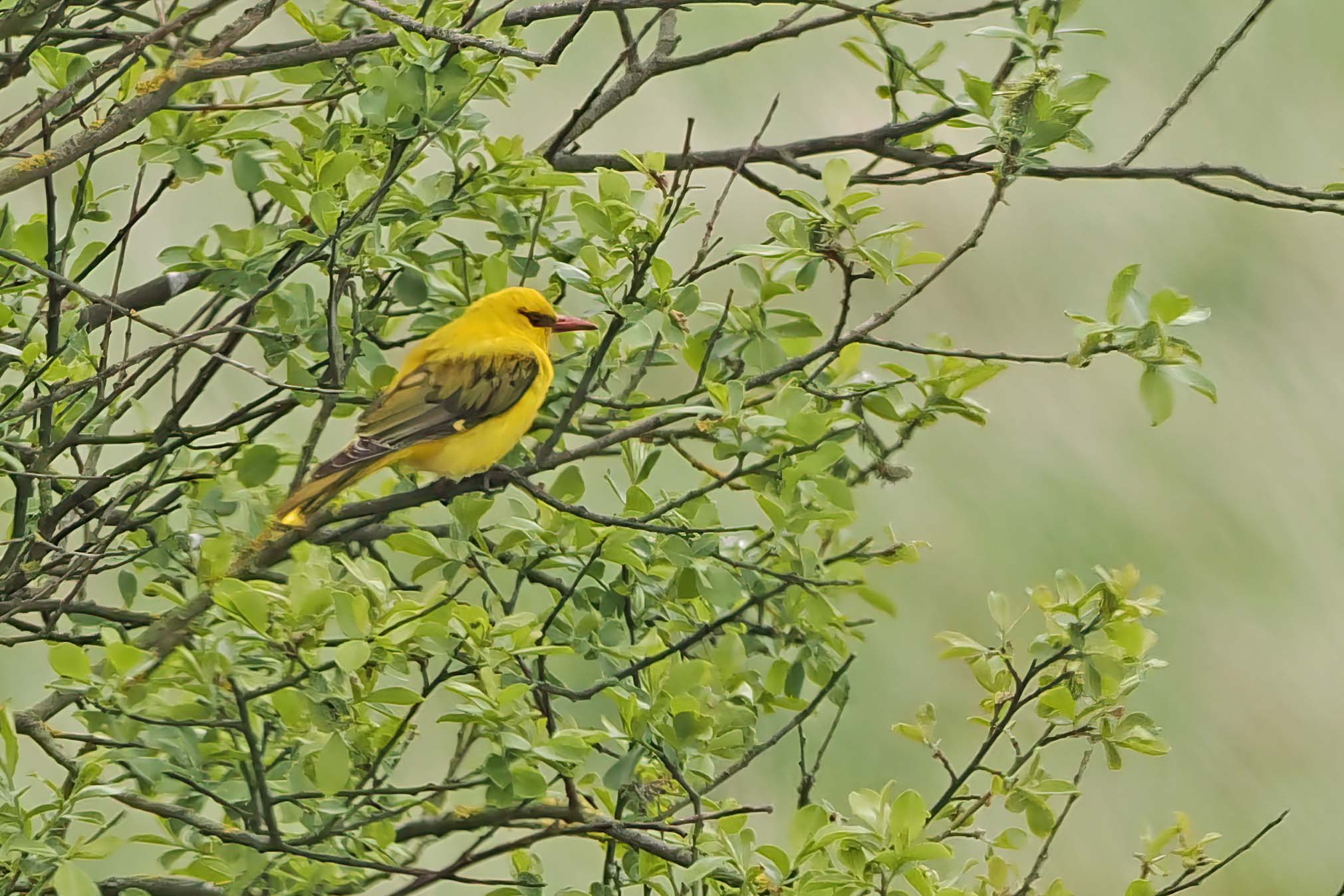 Rarity finders: Indian Golden Oriole in Northumberland - BirdGuides
