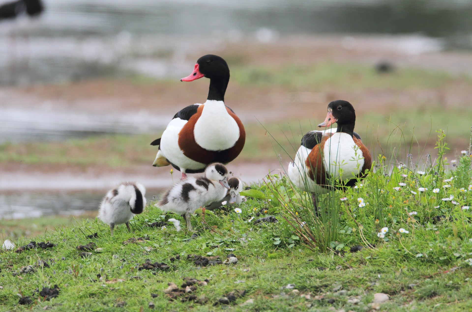 Common Shelduck: the forgotten duck - BirdGuides