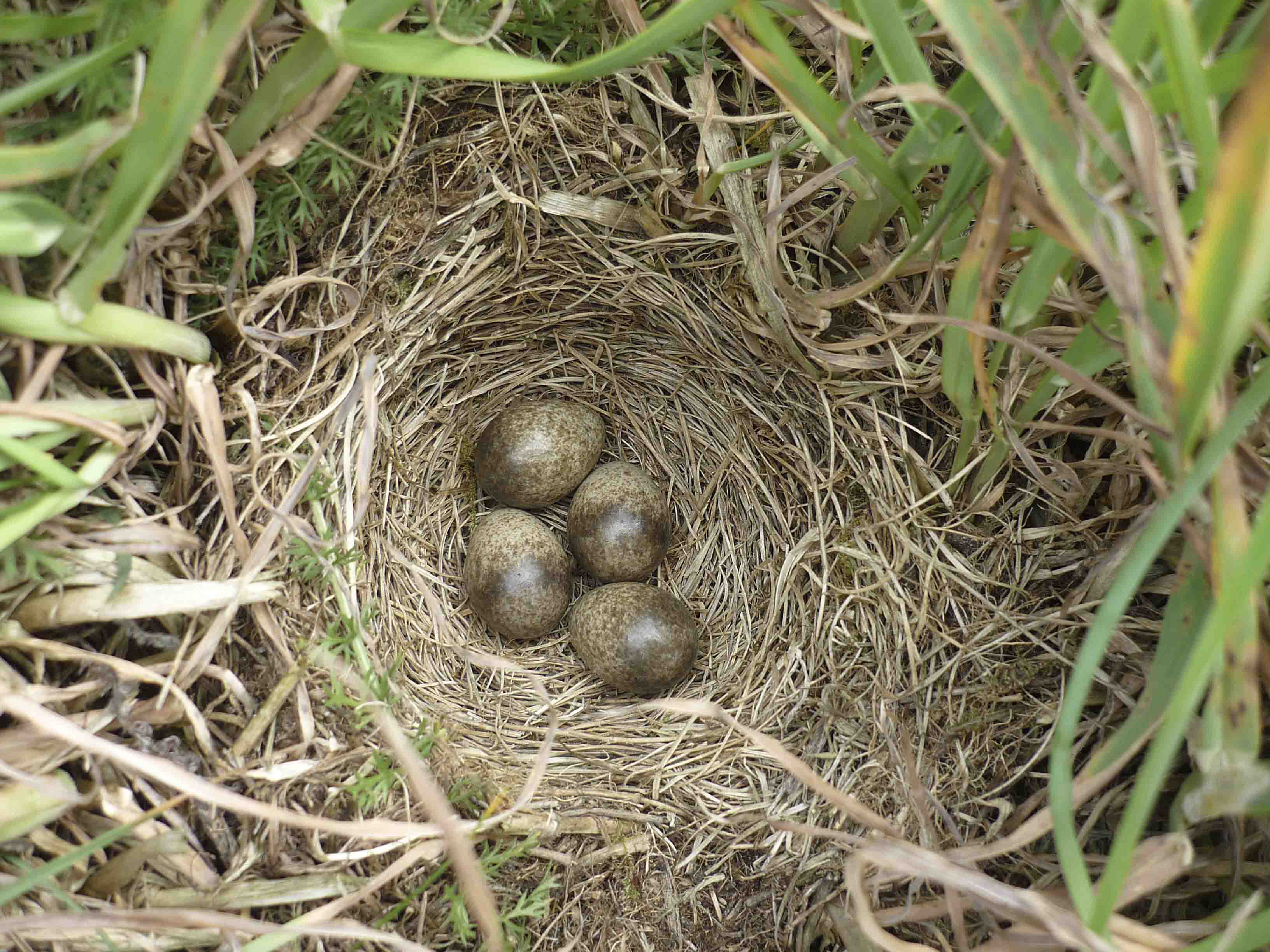 Understanding eggshells - BirdGuides