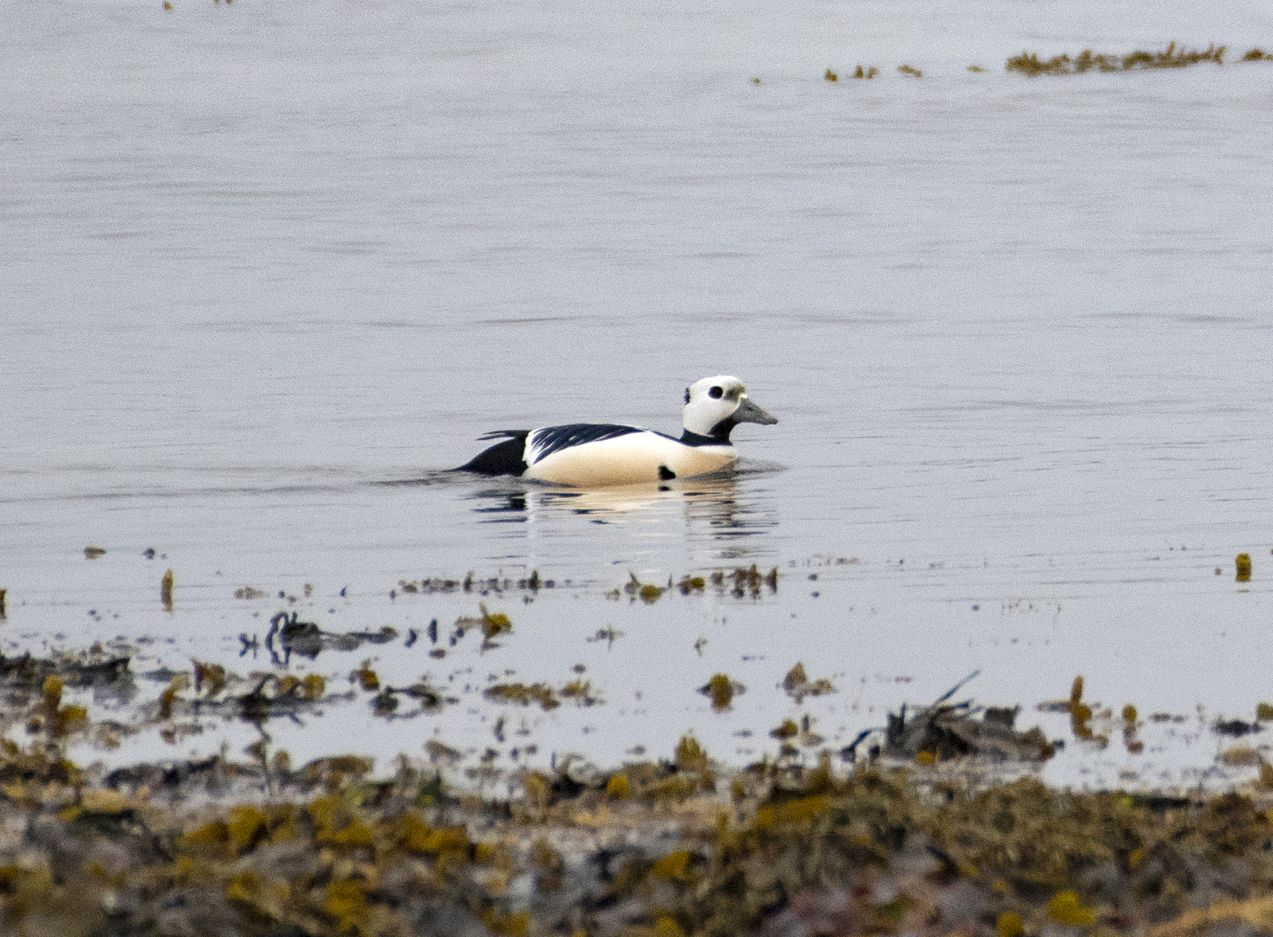 Lapland: birds of the midnight sun - BirdGuides