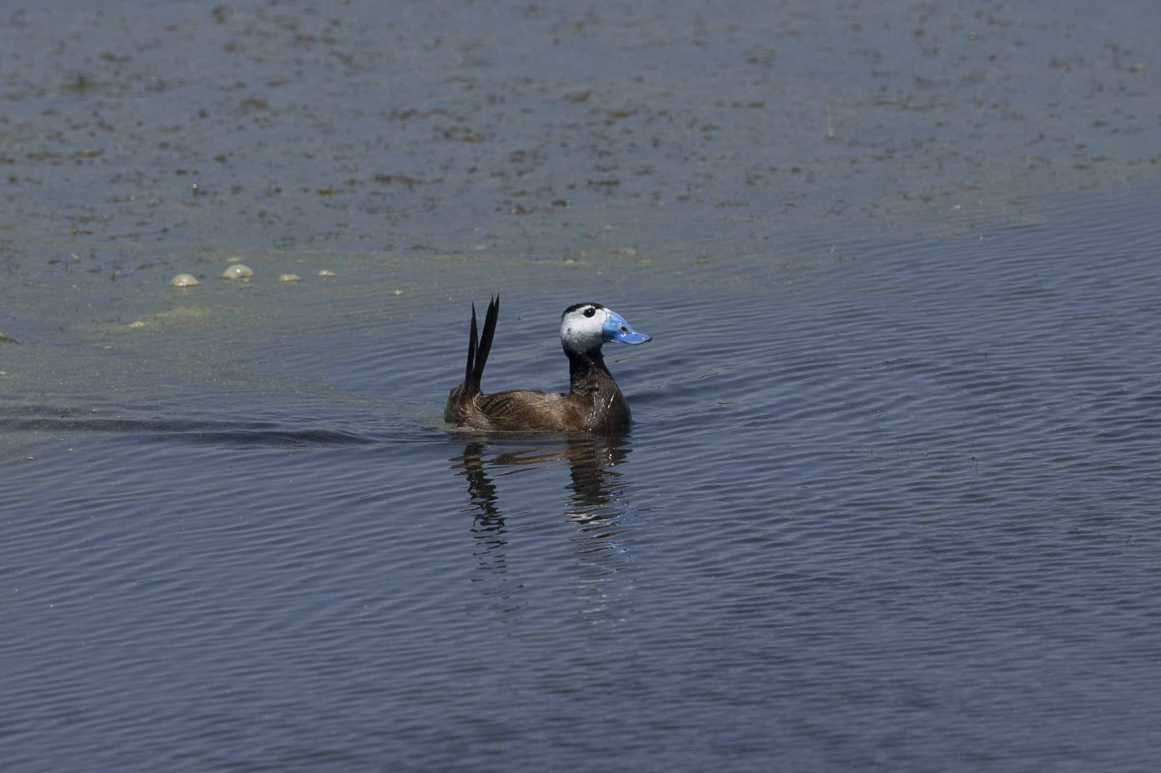 Valencia's avian delights - BirdGuides