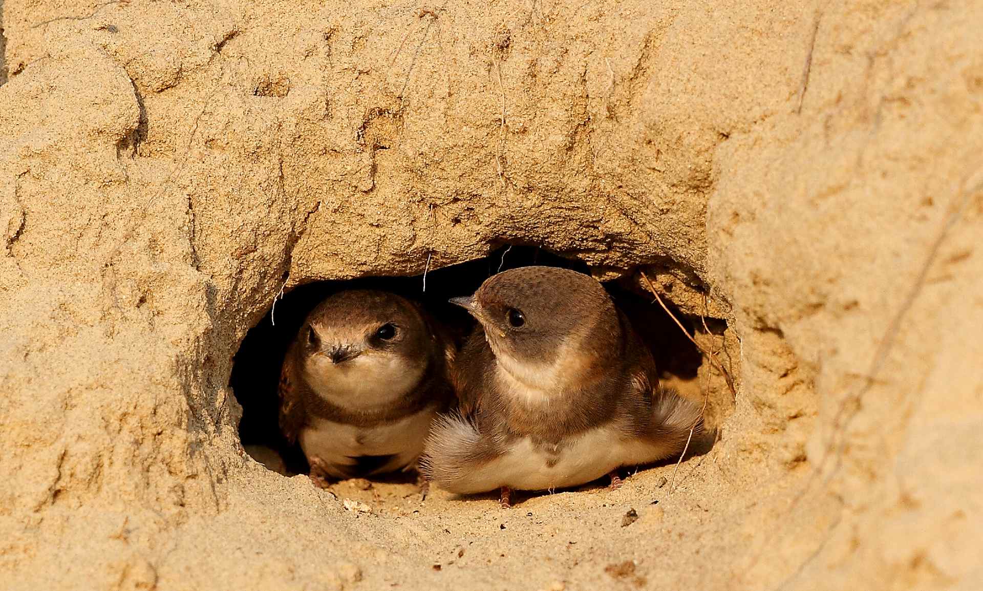 Gravel pits: the attraction of extraction - BirdGuides