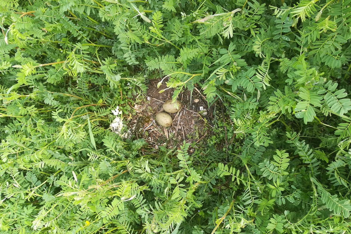 Great British bustards - BirdGuides