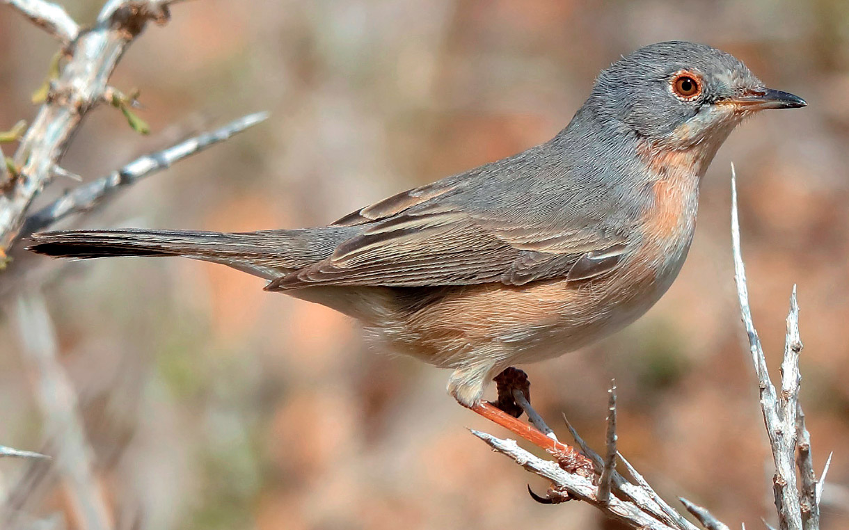 Subalpine warblers photo ID guide - BirdGuides