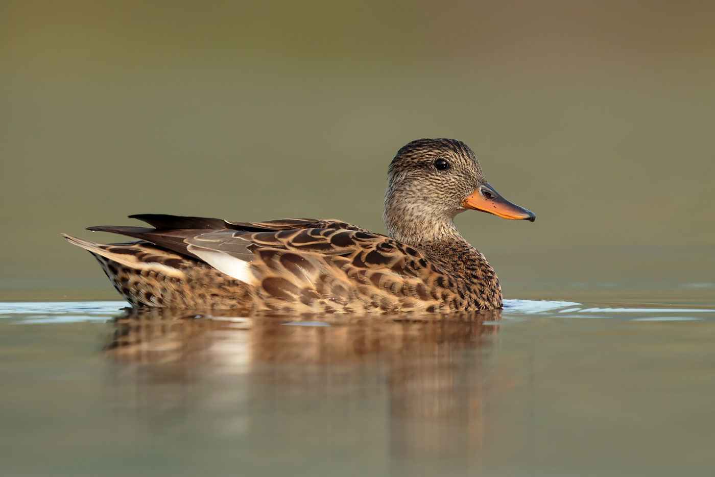 Female dabbling duck photo ID guide - BirdGuides