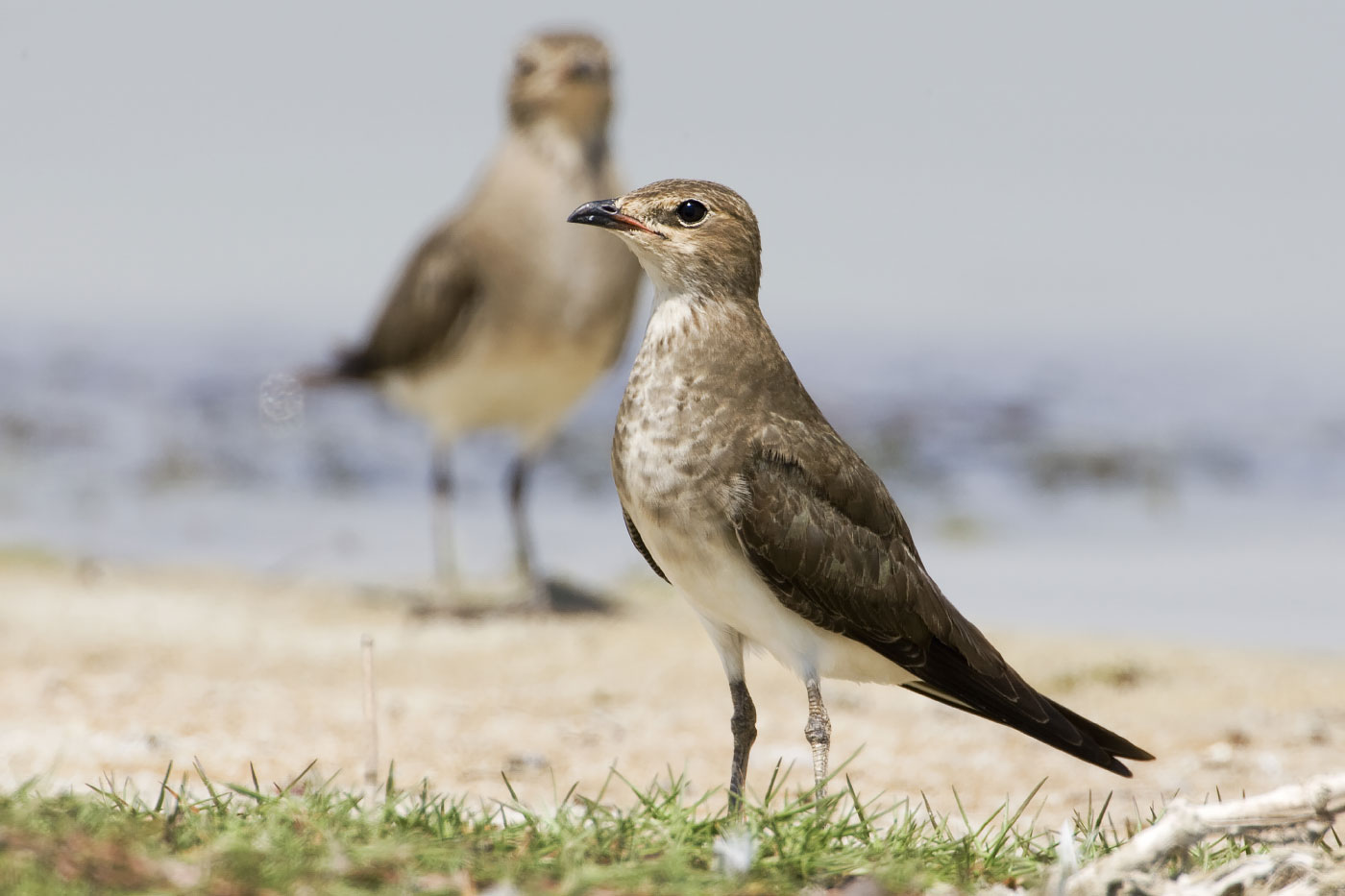 Pratincoles photo ID guide - BirdGuides
