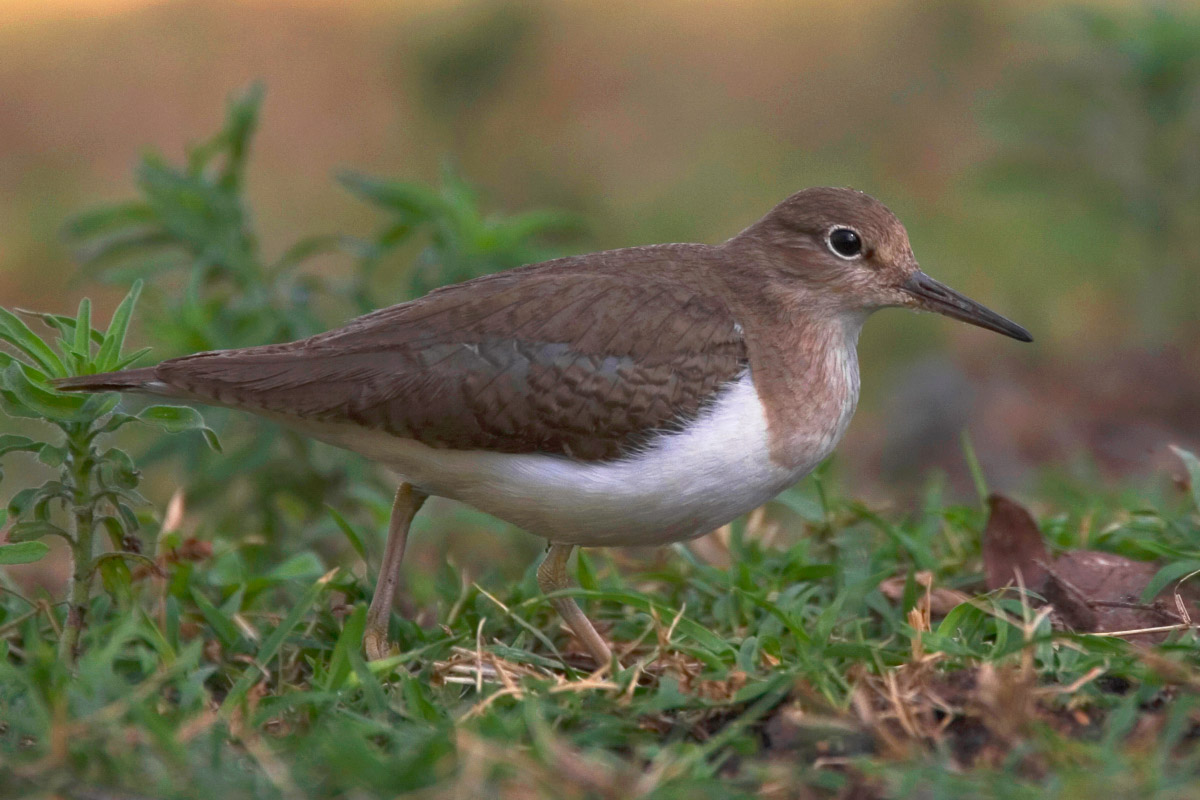 Common, Spotted and Terek Sandpipers photo ID guide - BirdGuides