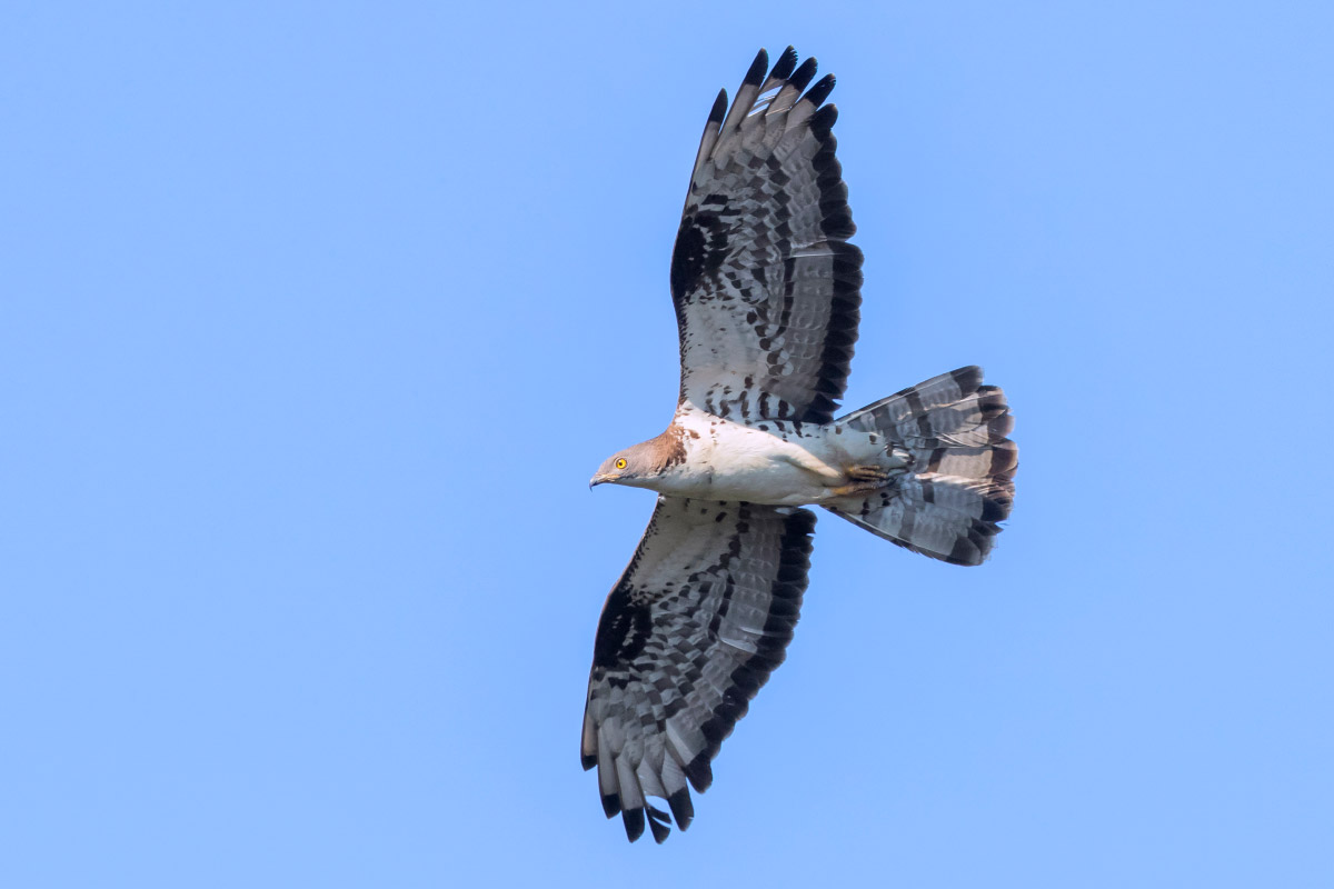 Common and European Honey Buzzards photo ID guide - BirdGuides