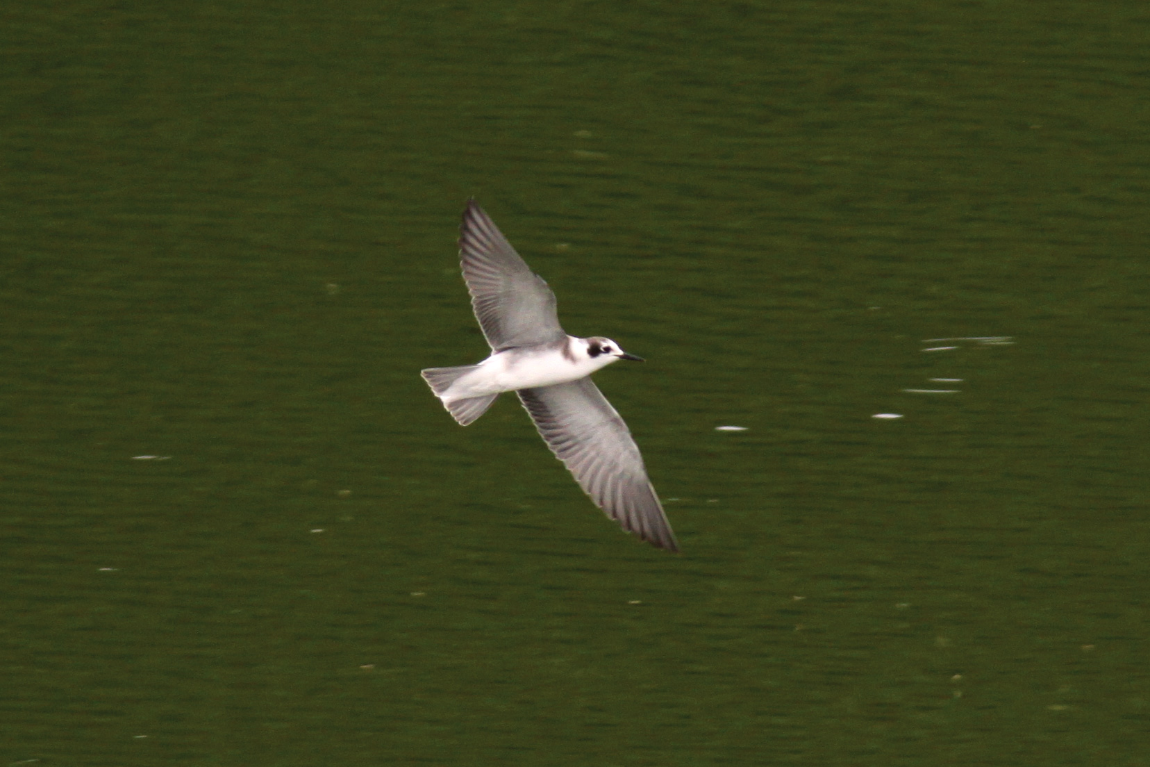 Marsh tern photo ID guide - BirdGuides