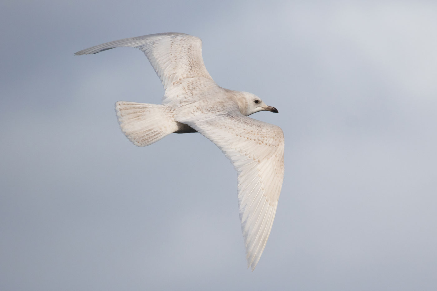 Glaucous and Iceland Gulls photo ID guide - BirdGuides