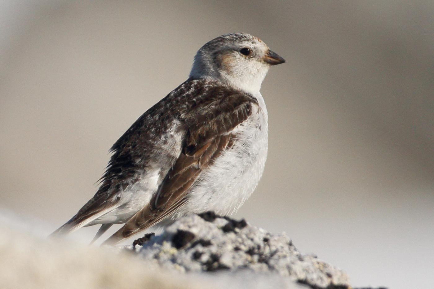 Snow Bunting photo ID guide - BirdGuides