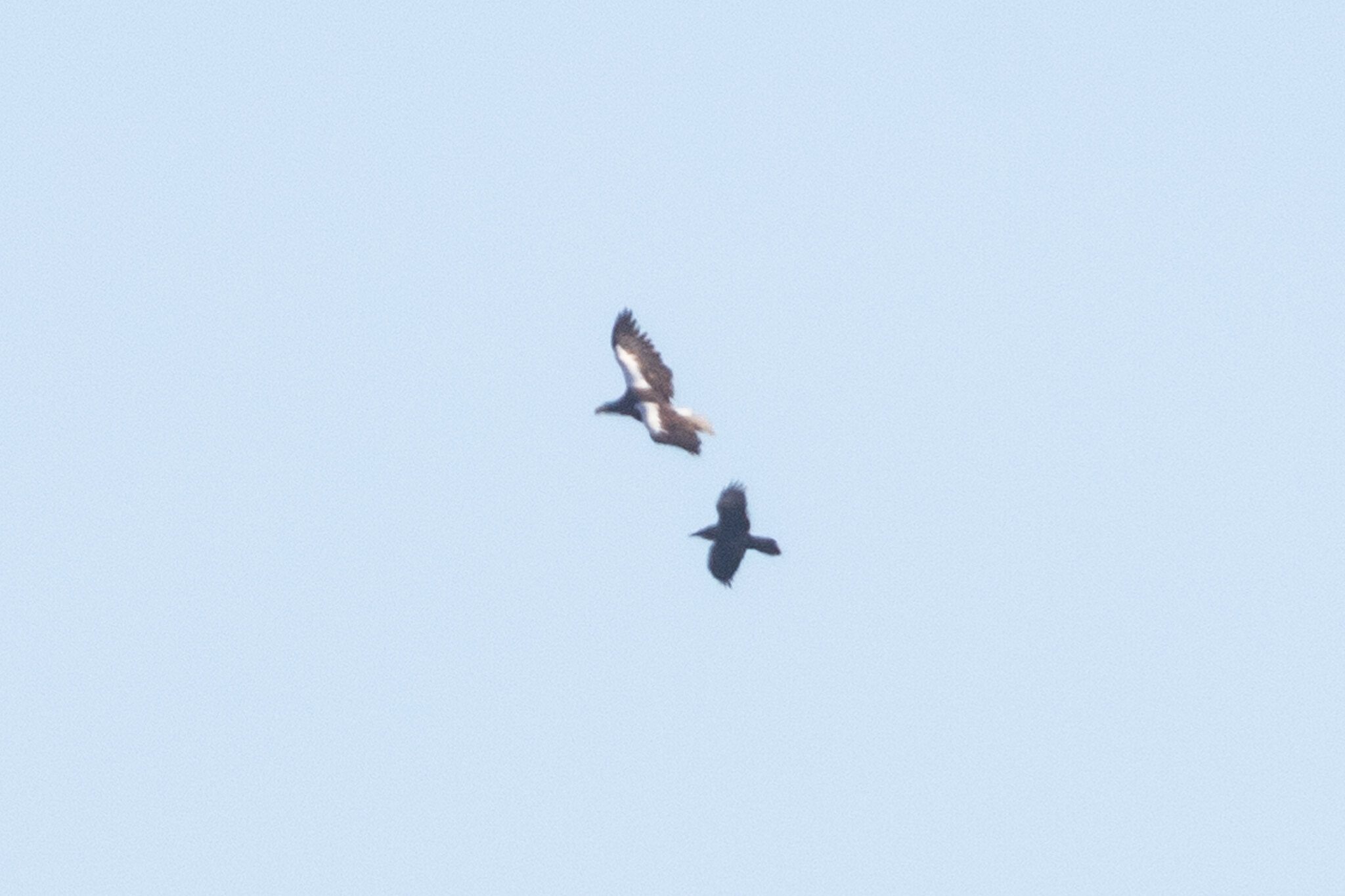 Researchers quantify economic value of vagrant eagle - BirdGuides