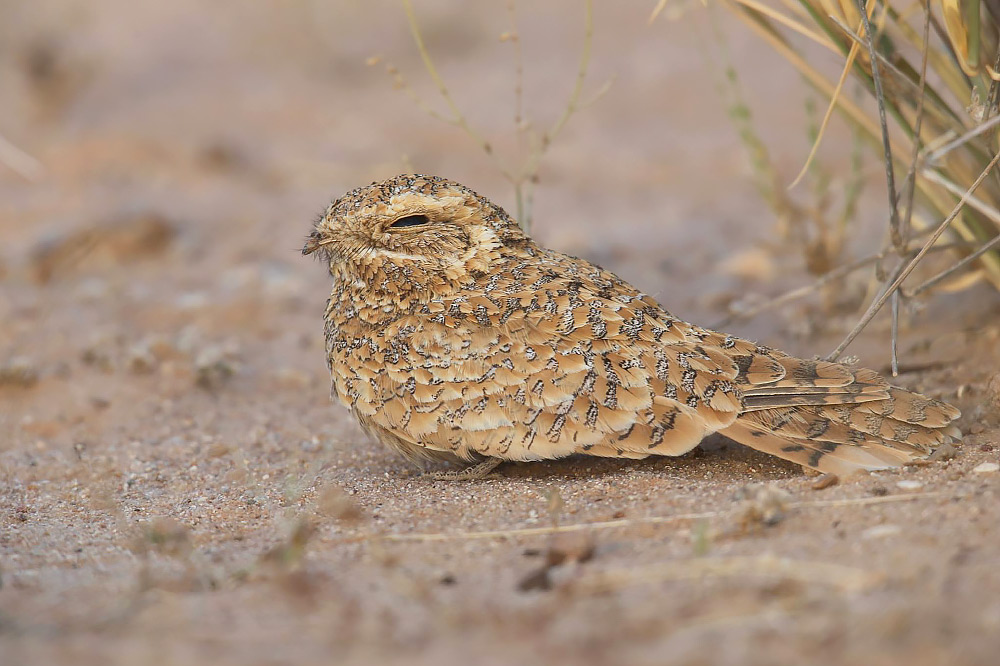 Review of the Week: 13-19 March - BirdGuides