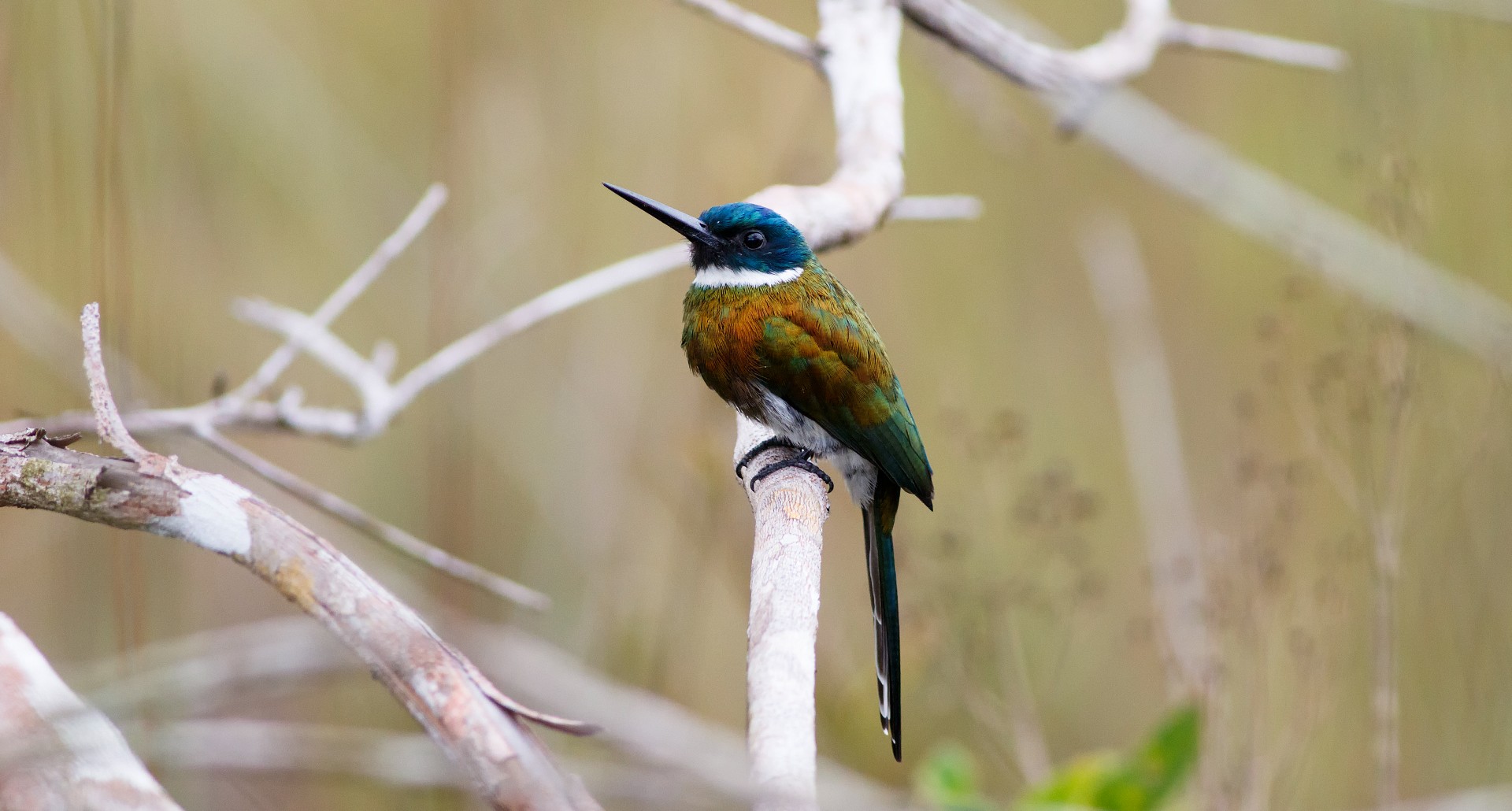 Hidden jewels of Colombia - BirdGuides