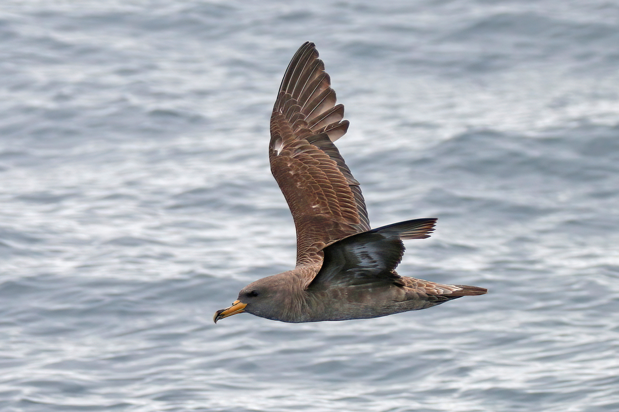 Melanistic Cory's Shearwater photographed off Scilly - BirdGuides