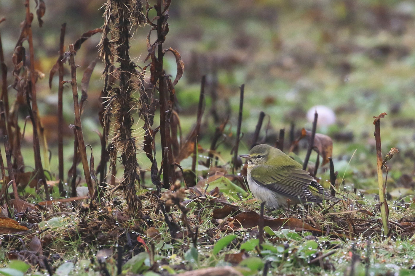 Rarity finders: Tennessee Warbler in Pembrokeshire - BirdGuides