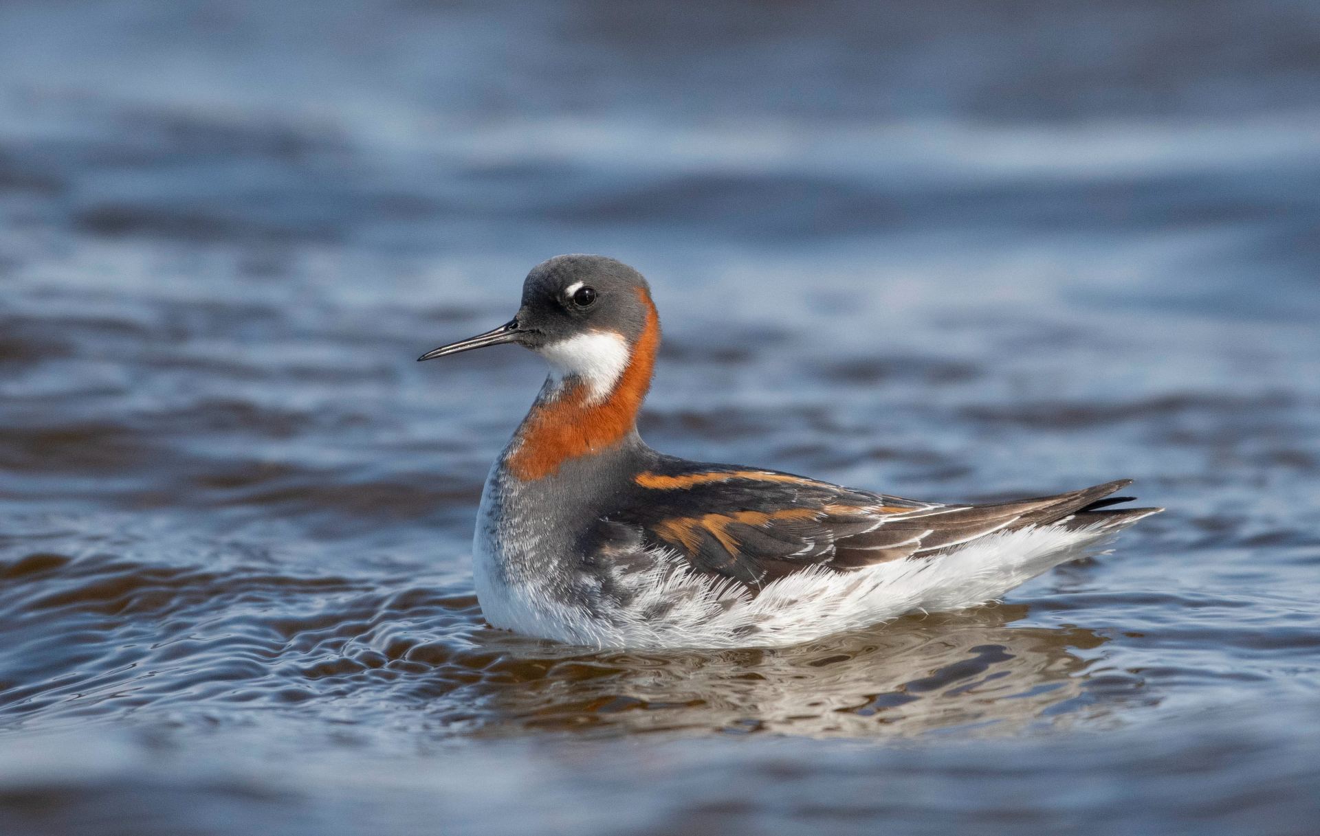 Lapland: birds of the midnight sun - BirdGuides
