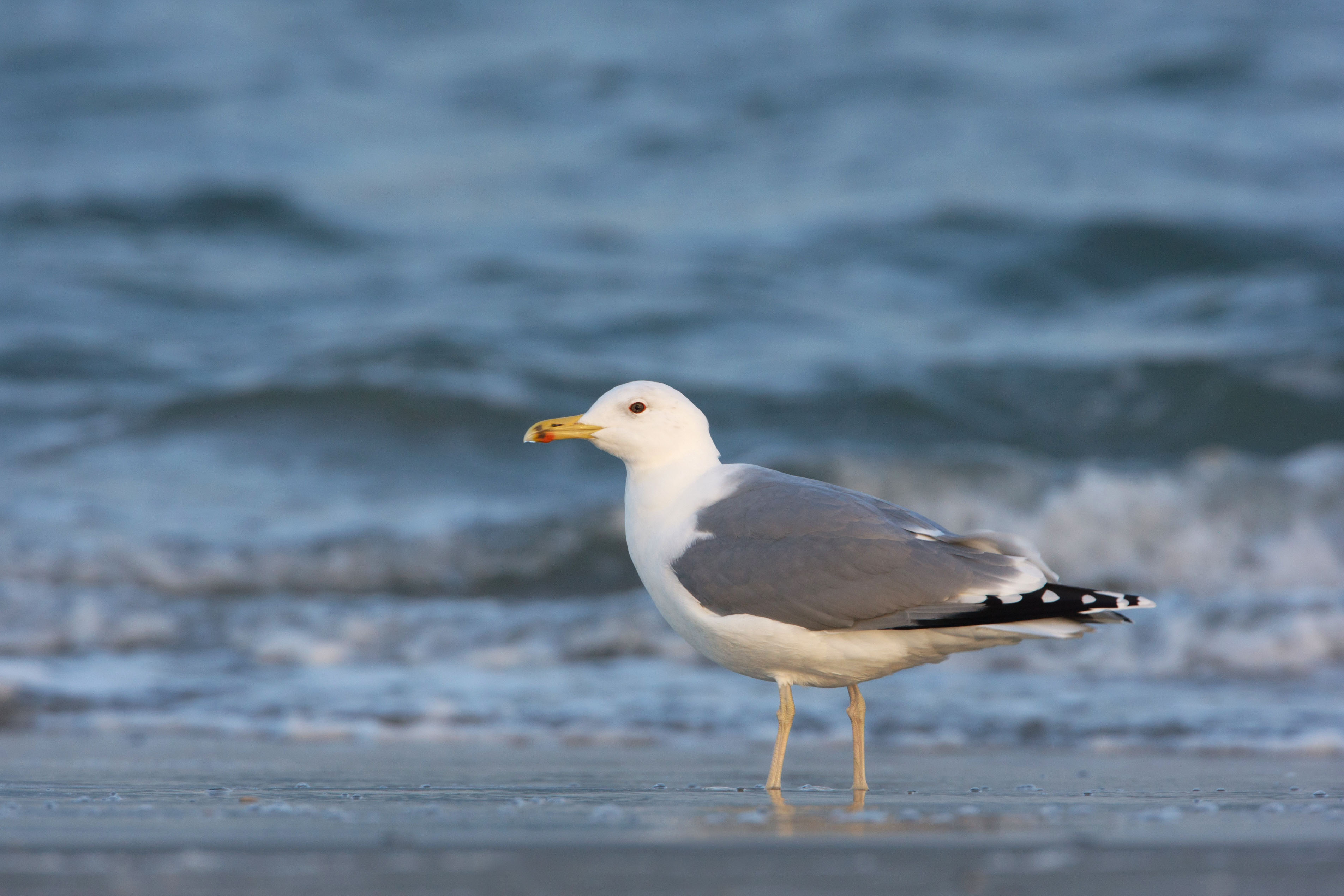 Britain's next breeding bird - BirdGuides