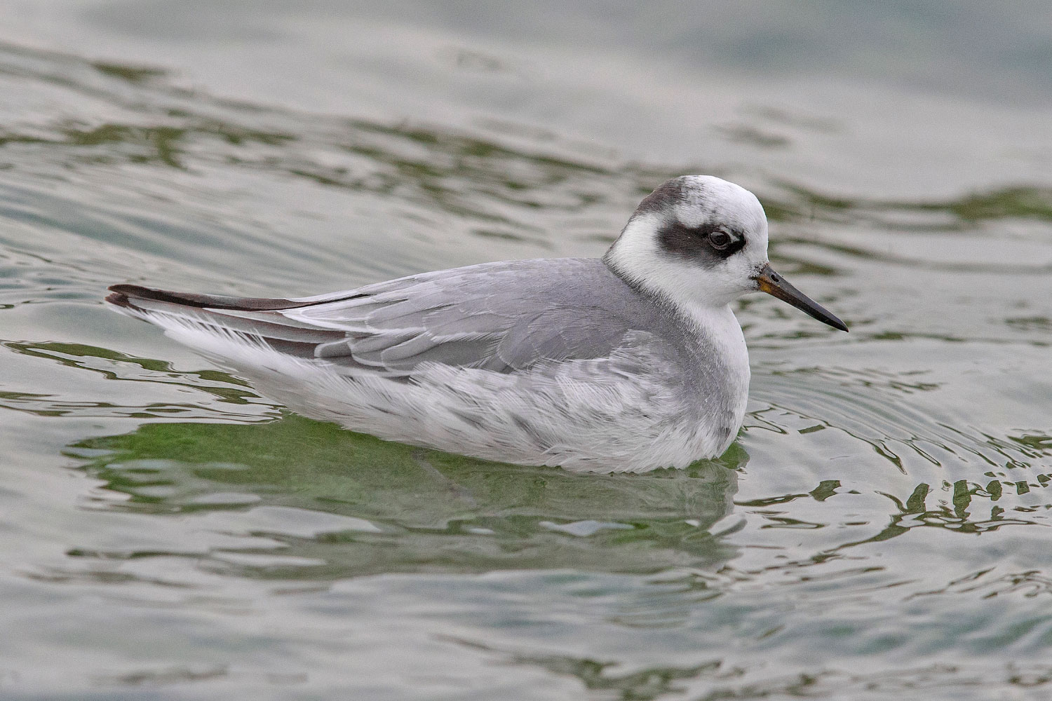 Phalarope photo ID guide - BirdGuides
