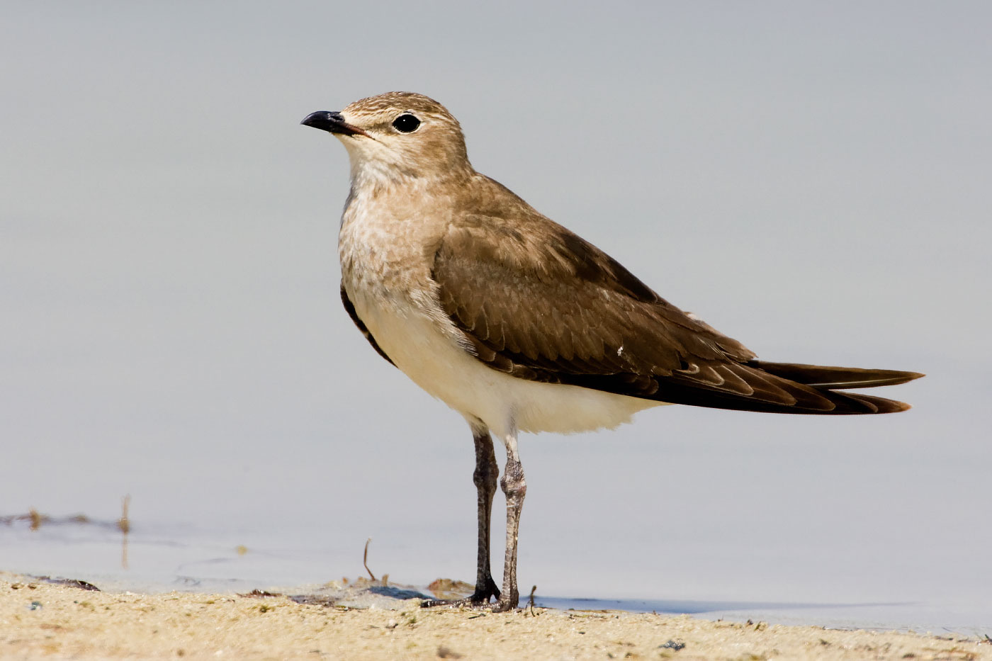 Pratincoles photo ID guide - BirdGuides