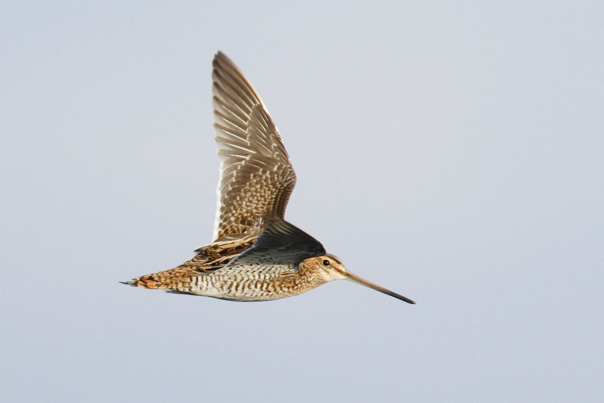 Common Snipe, Great Snipe and Eurasian Woodcock photo ID guide - BirdGuides