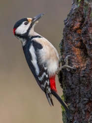 British Woodpecker Photo ID Guide BirdGuides