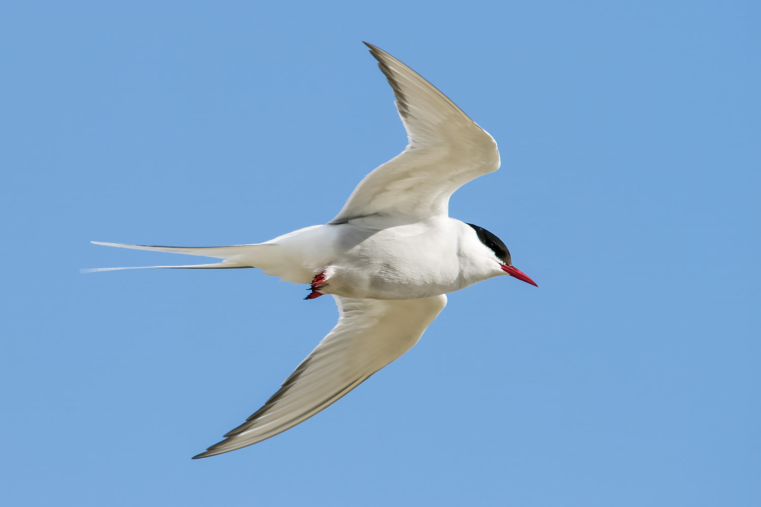 Common, Arctic and Roseate Tern photo ID guide - BirdGuides