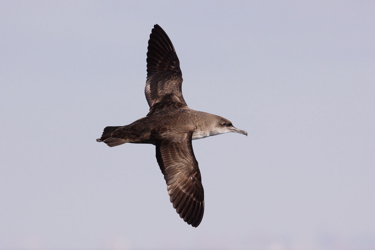 Manx, Balearic and Yelkouan Shearwaters photo ID guide - BirdGuides