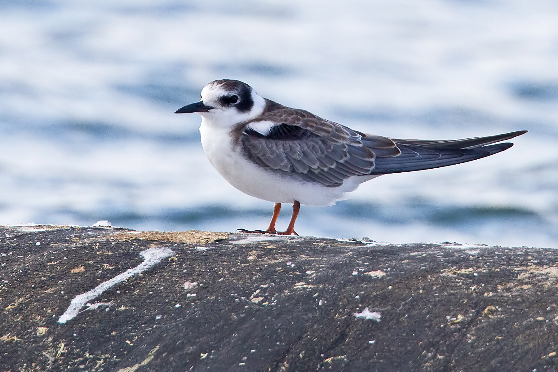 Marsh tern photo ID guide - BirdGuides