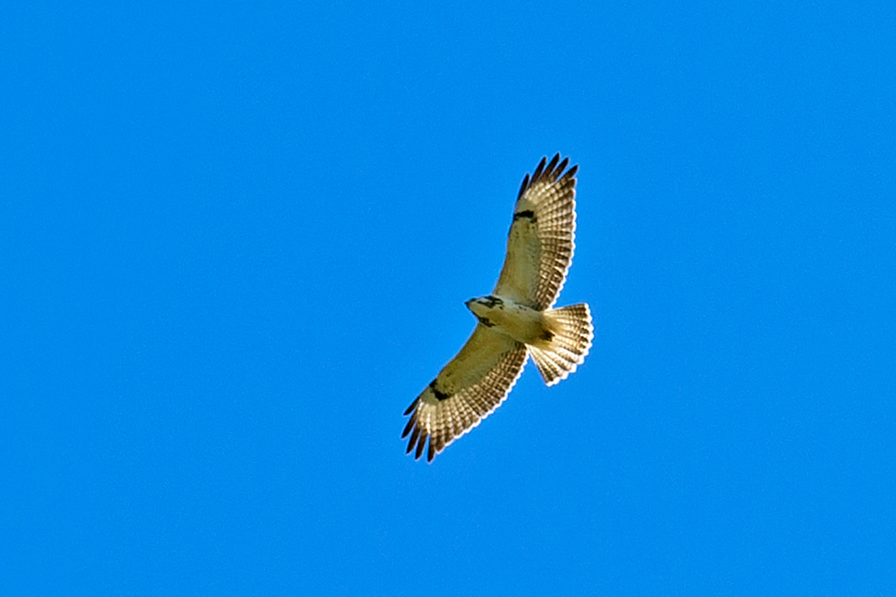 Common and European Honey Buzzards photo ID guide - BirdGuides