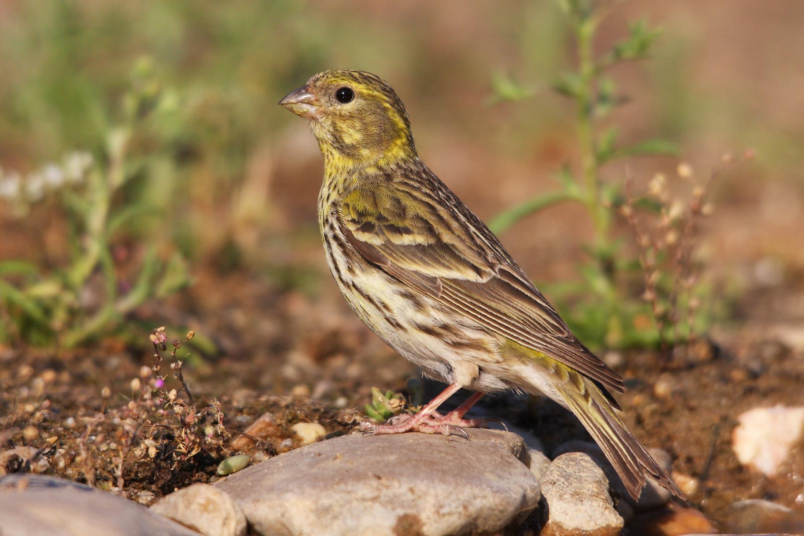 Eurasian Siskin, European Serin and Citril Finch photo ID guide ...