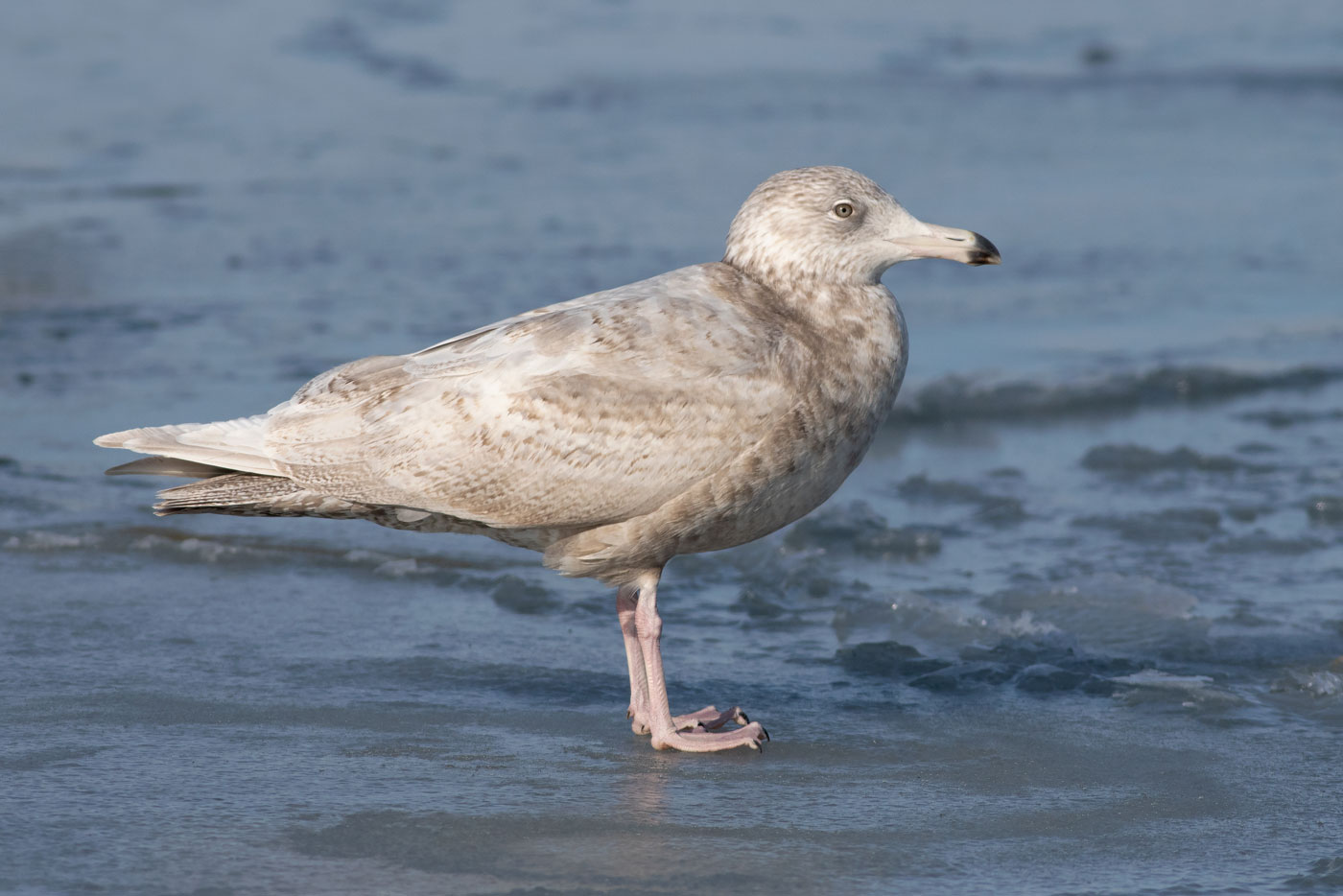 Glaucous and Iceland Gulls photo ID guide - BirdGuides