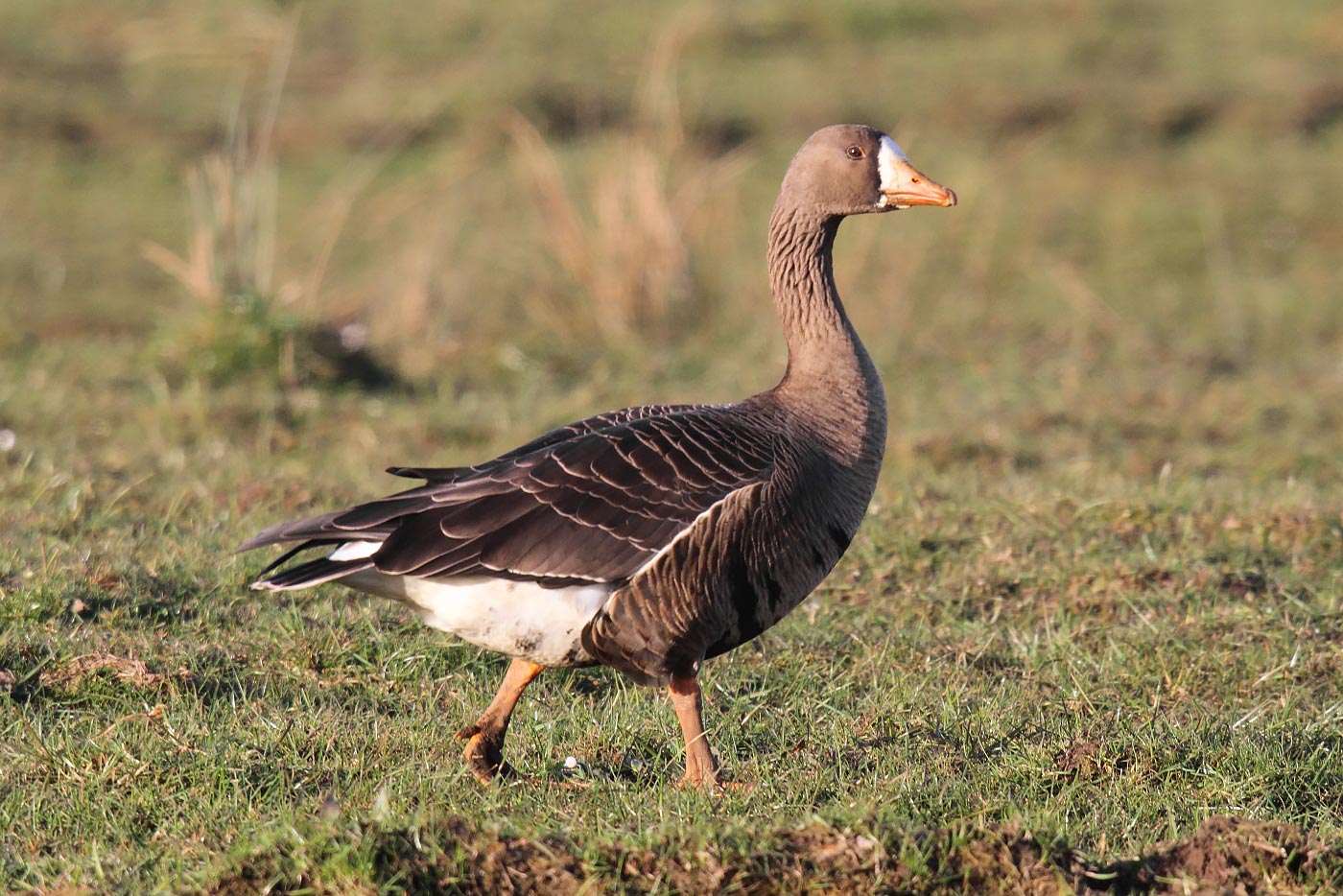 Unfair game: the birds that can still be shot in the UK - BirdGuides