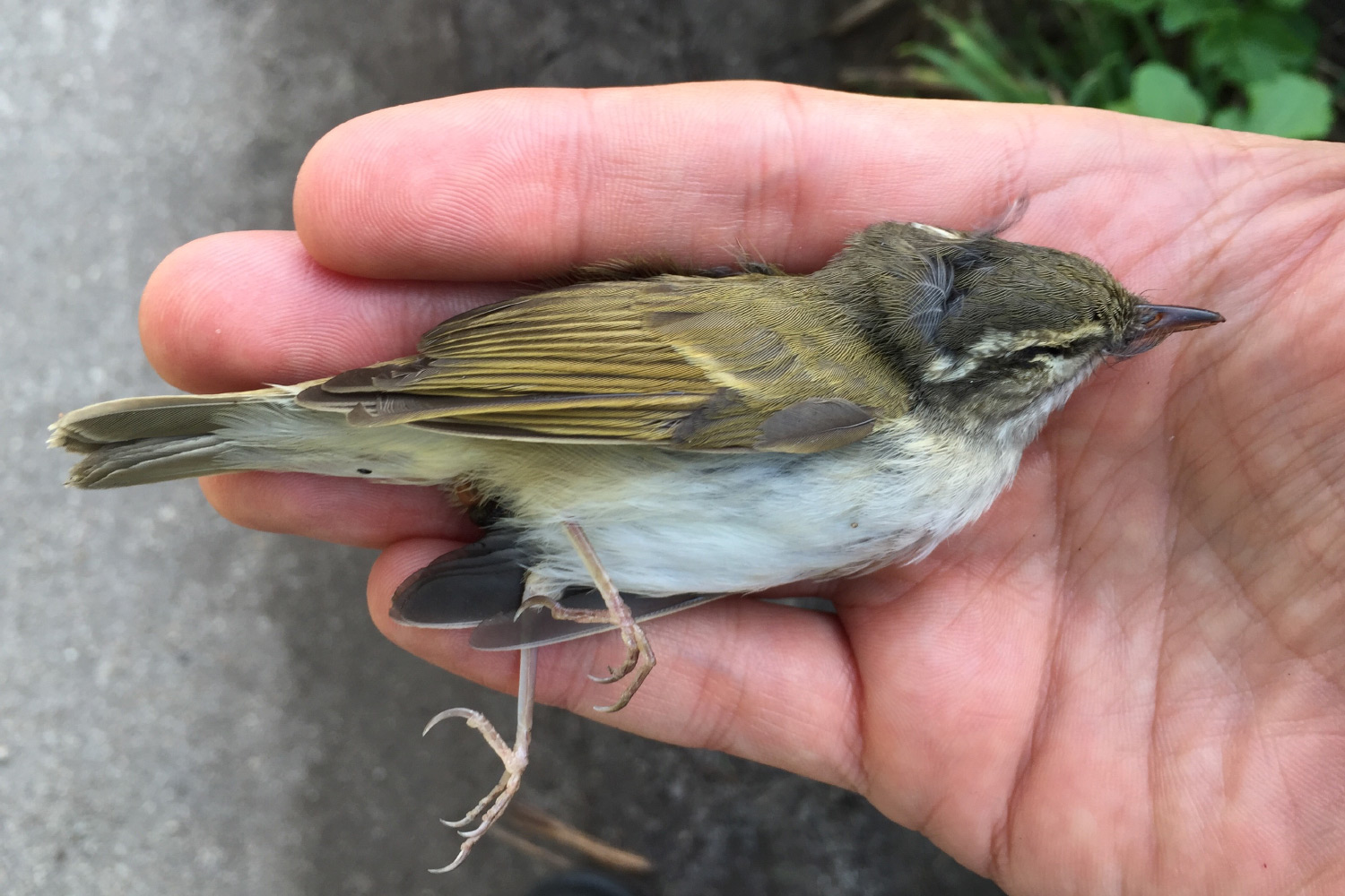 Autumn leaf warbler photo ID guide - BirdGuides