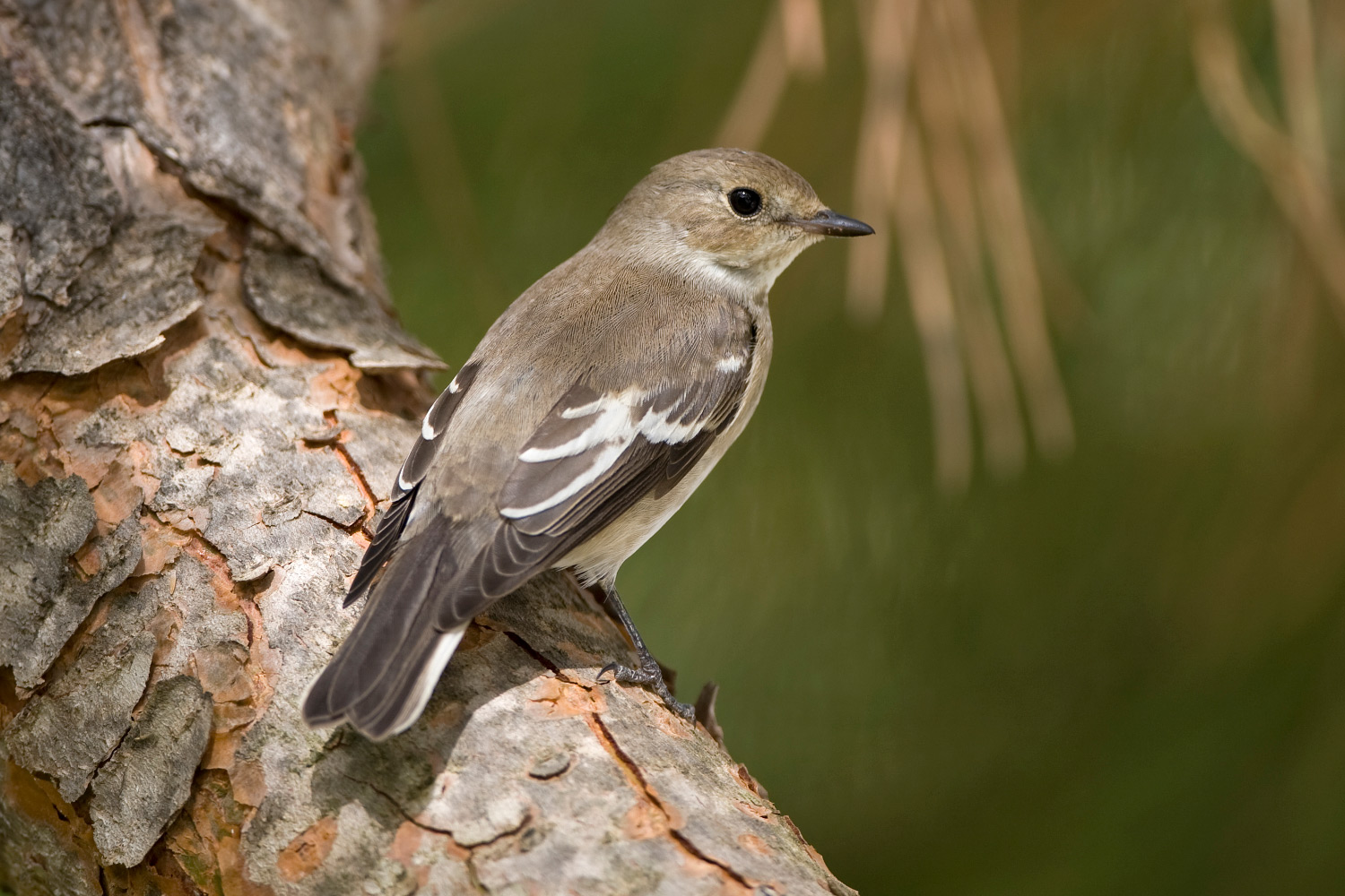 Autumn flycatchers photo ID guide - BirdGuides