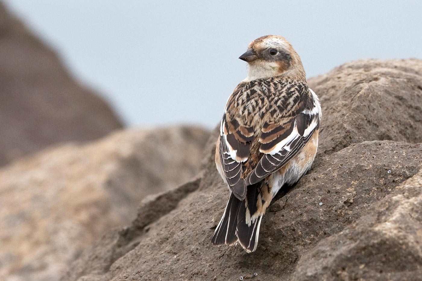 Snow Bunting photo ID guide - BirdGuides