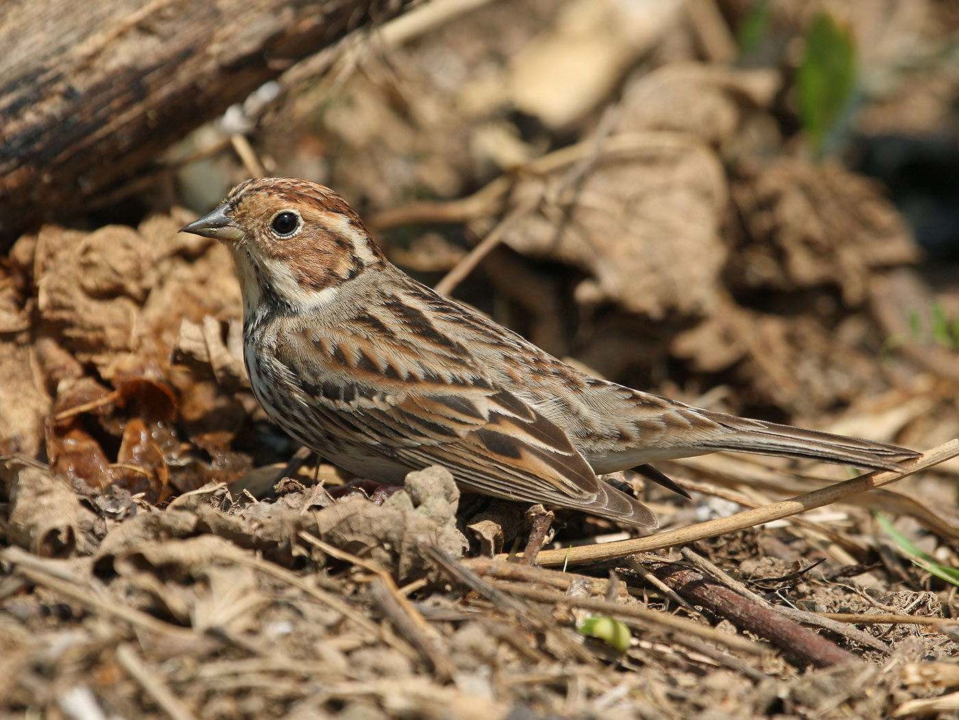Reed, Little and Rustic Buntings photo ID guide - BirdGuides