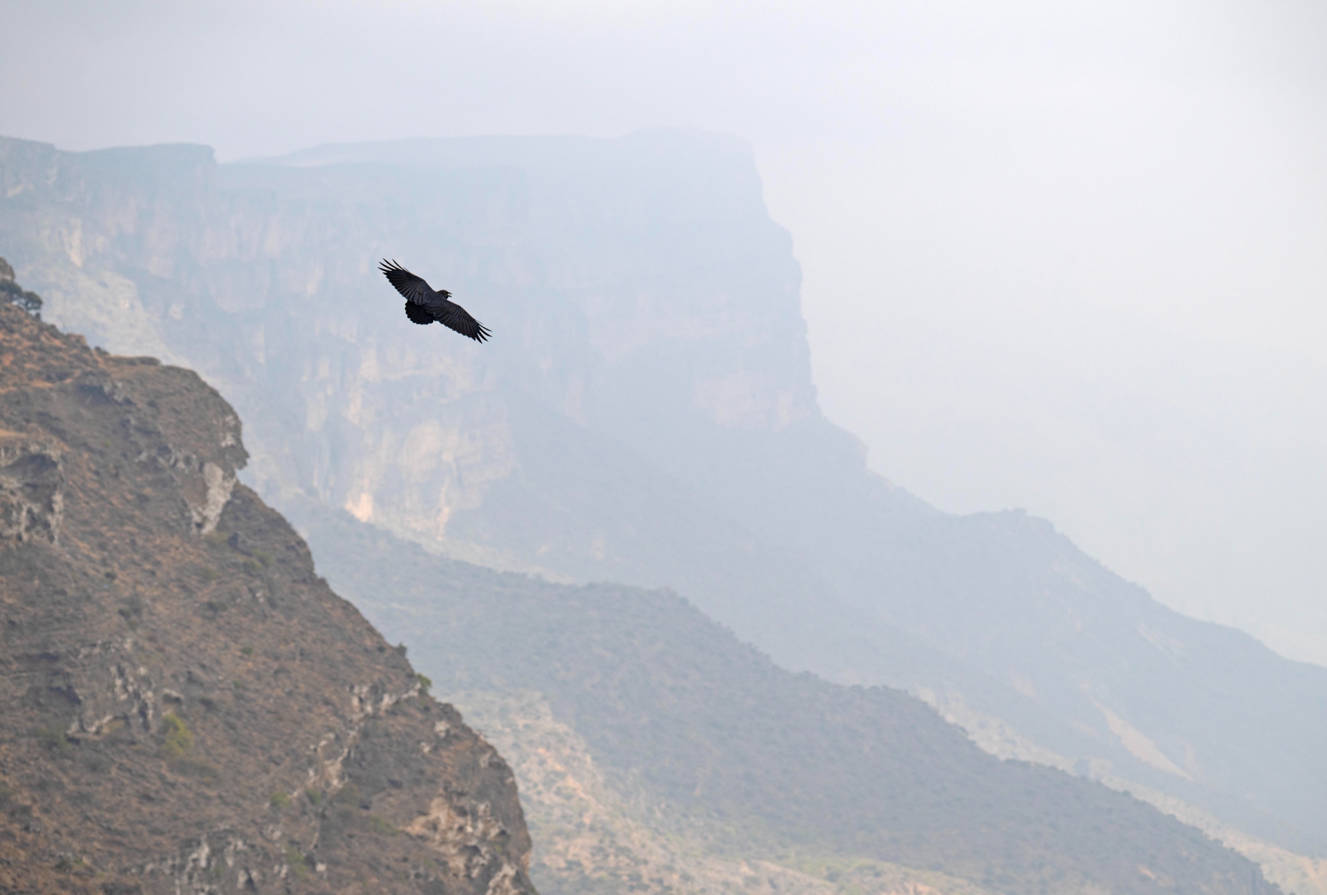 Response of Fan-tailed Ravens to human pressure explored - BirdGuides