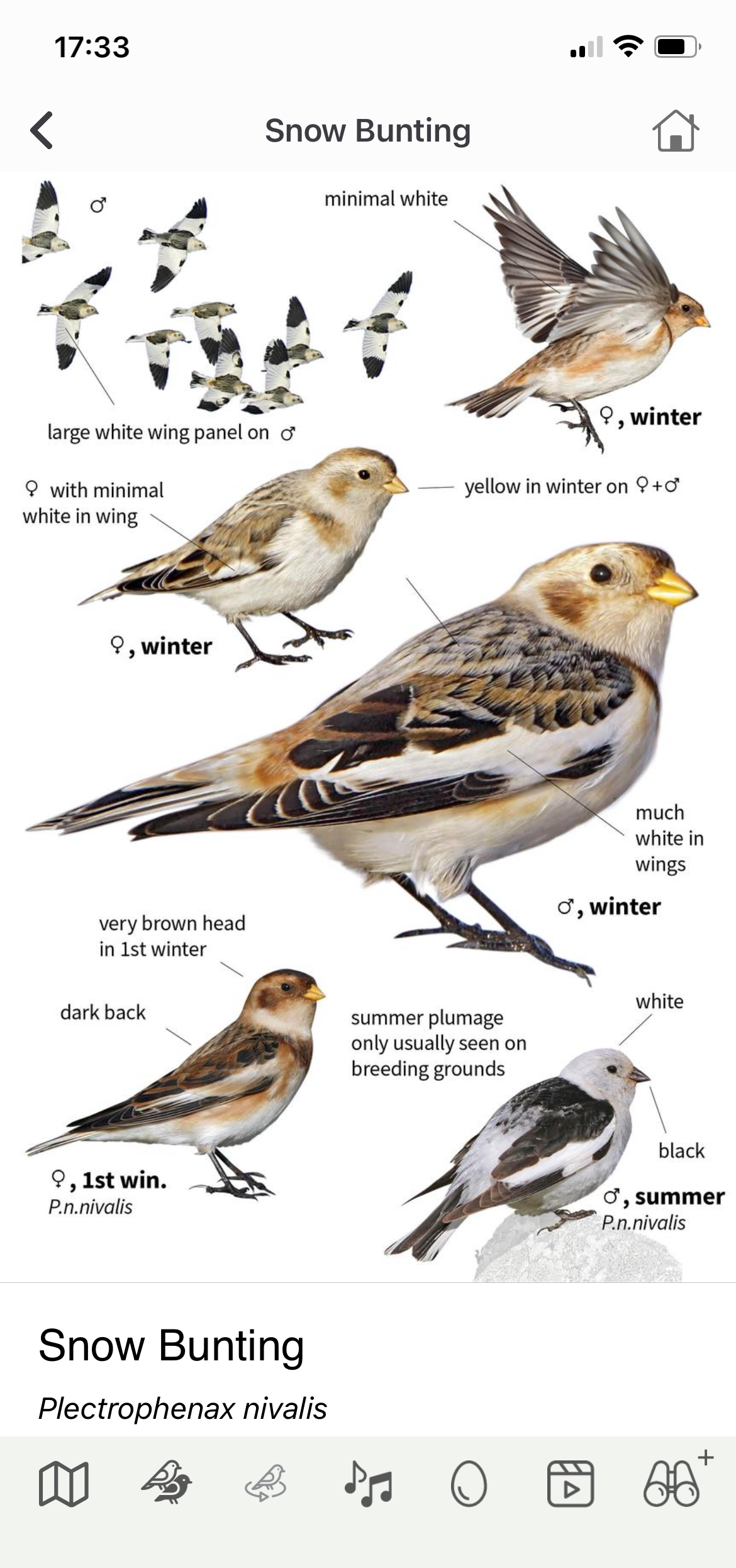 Birds of Ireland app - BirdGuides