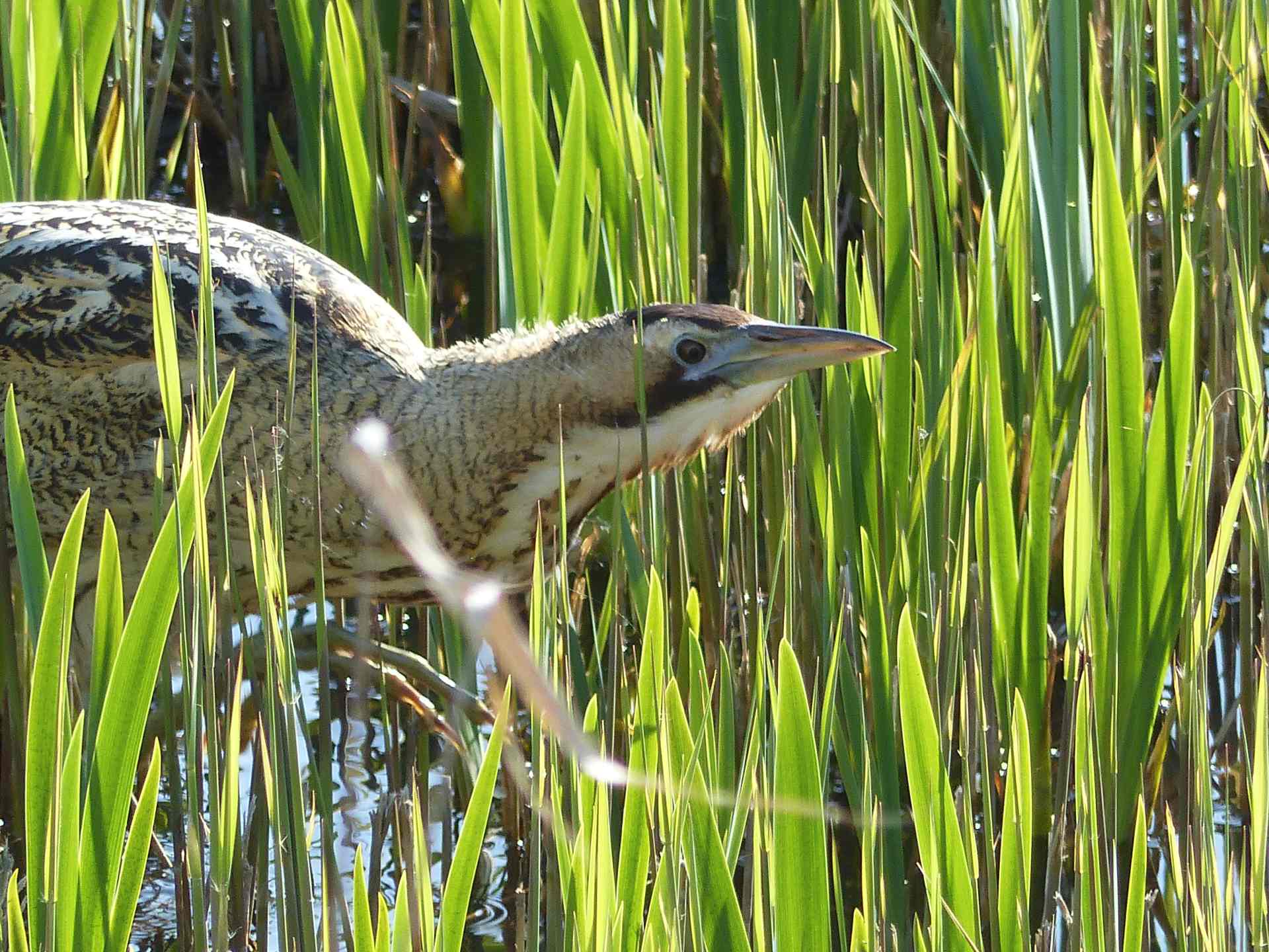 Gravel pits: the attraction of extraction - BirdGuides
