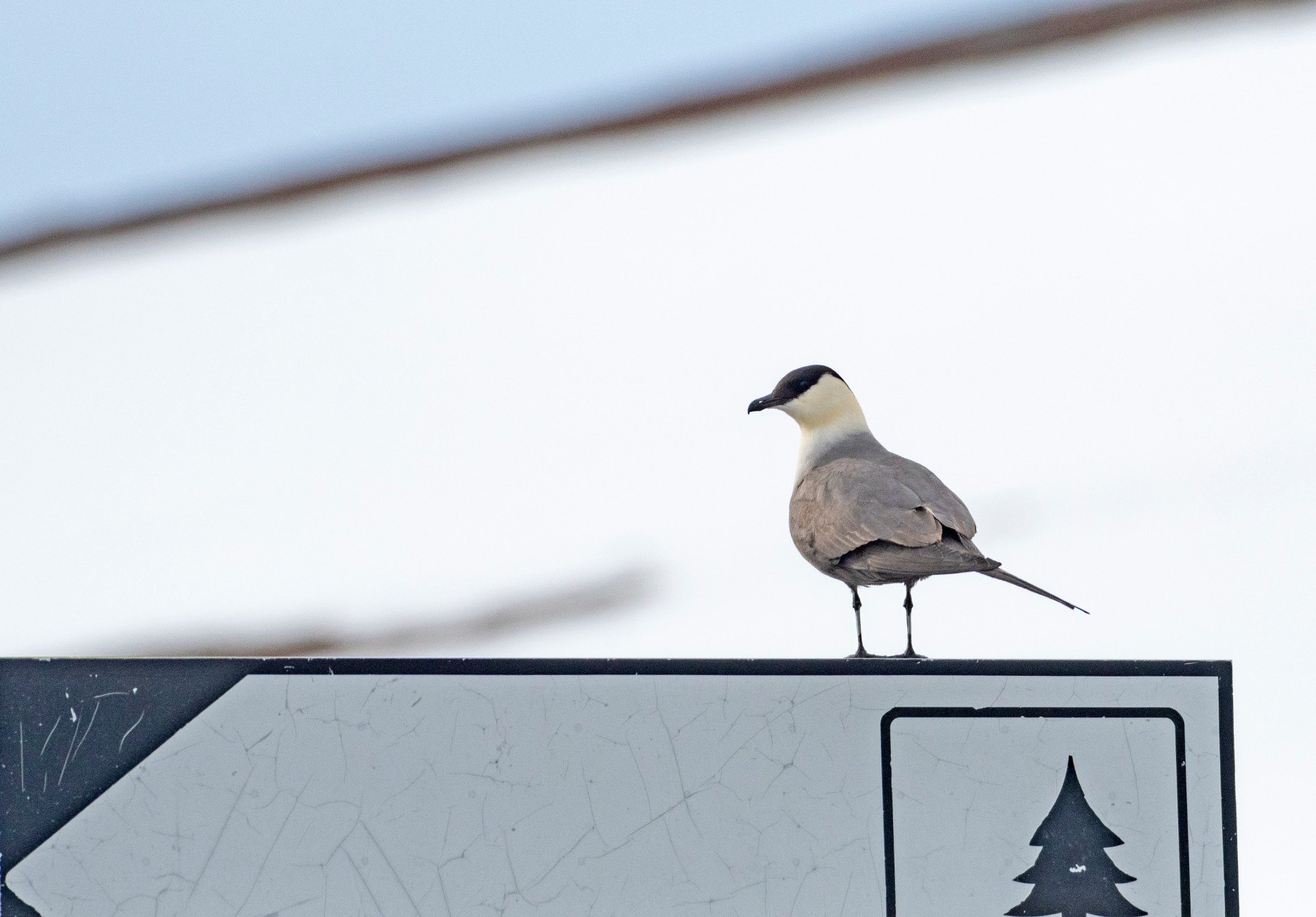 Lapland: birds of the midnight sun - BirdGuides