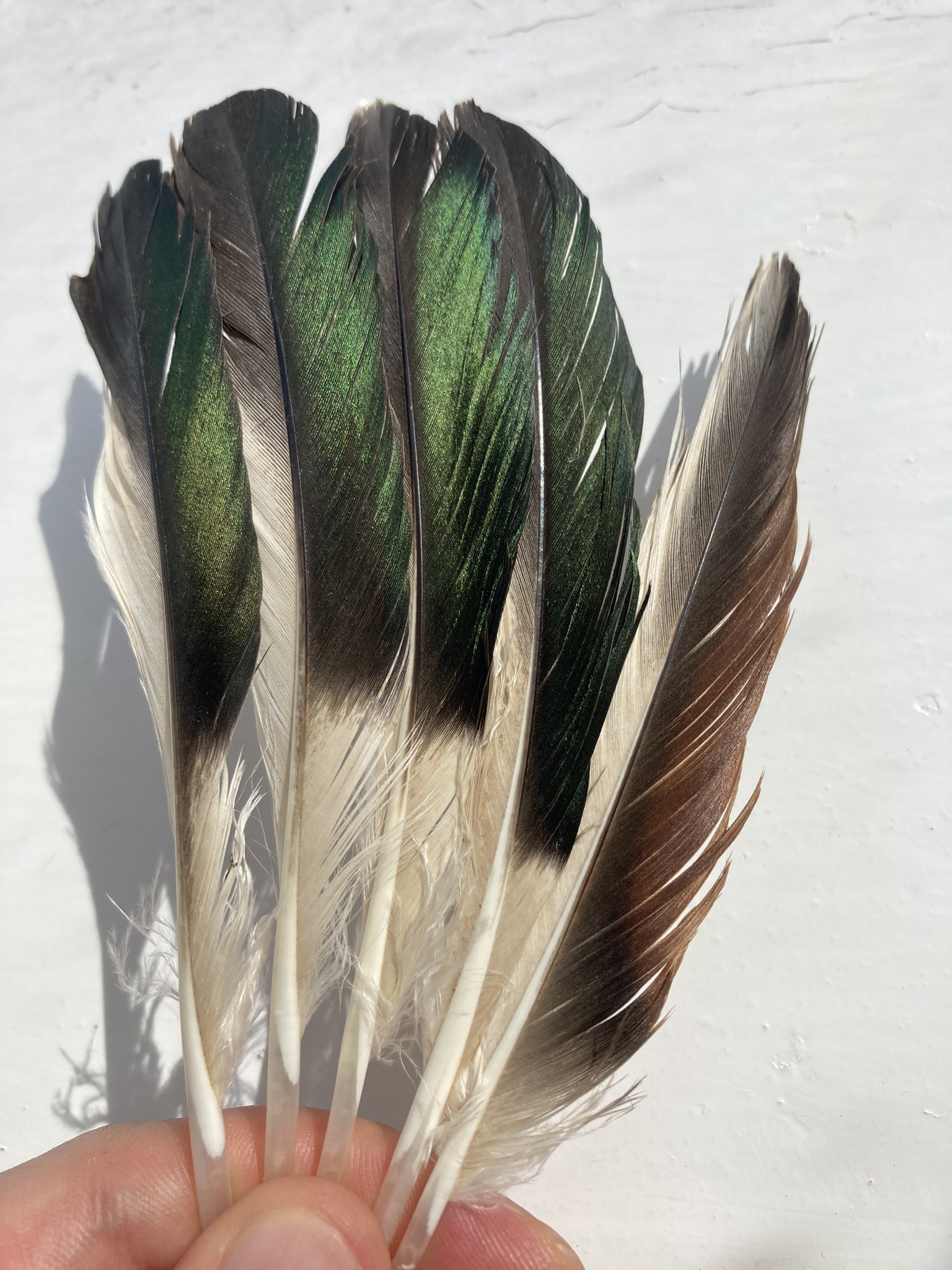 Common Shelduck: the forgotten duck - BirdGuides