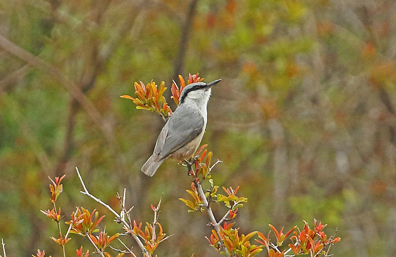 Unknown Herzegovina - BirdGuides