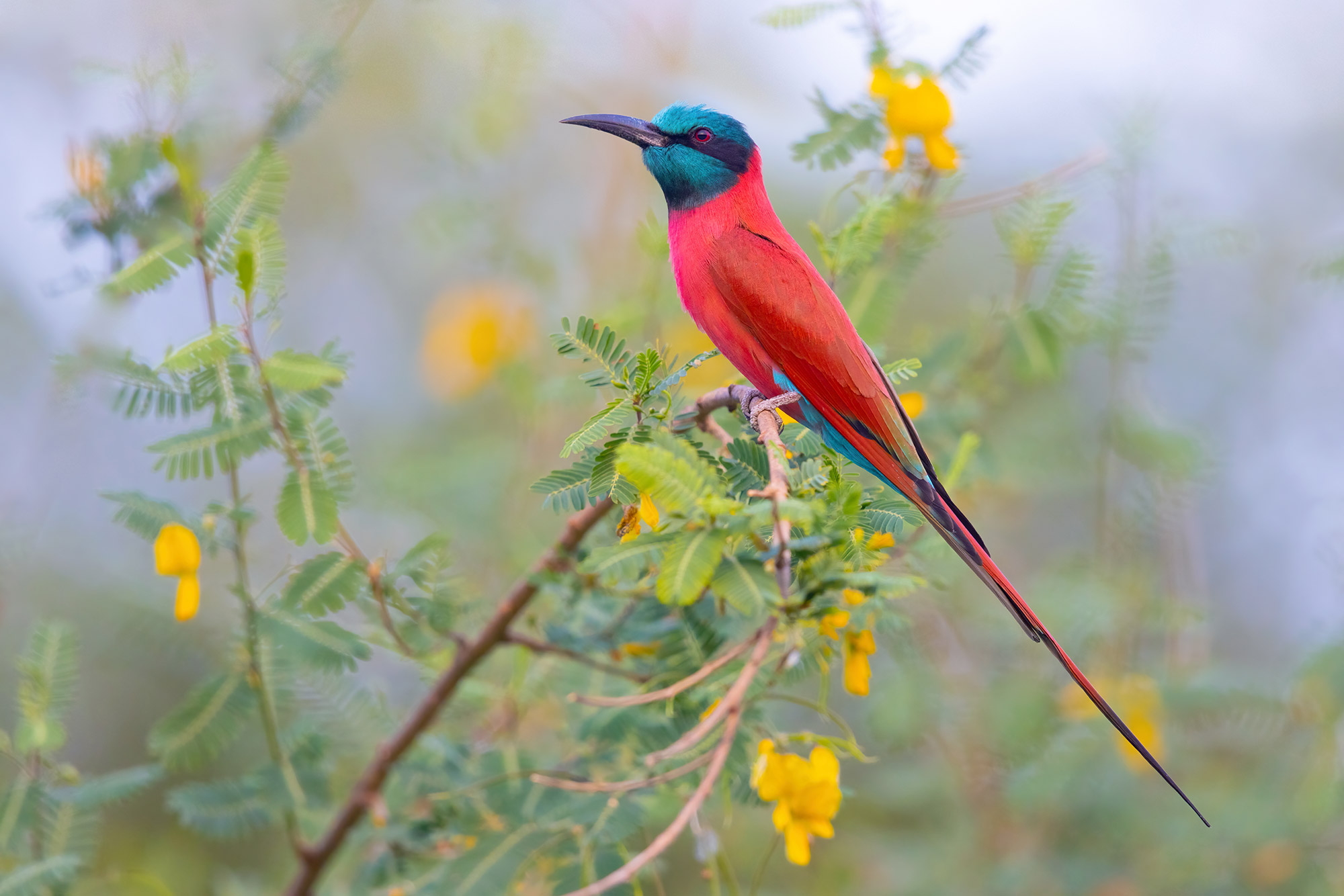 The Gambia: river of plenty - BirdGuides