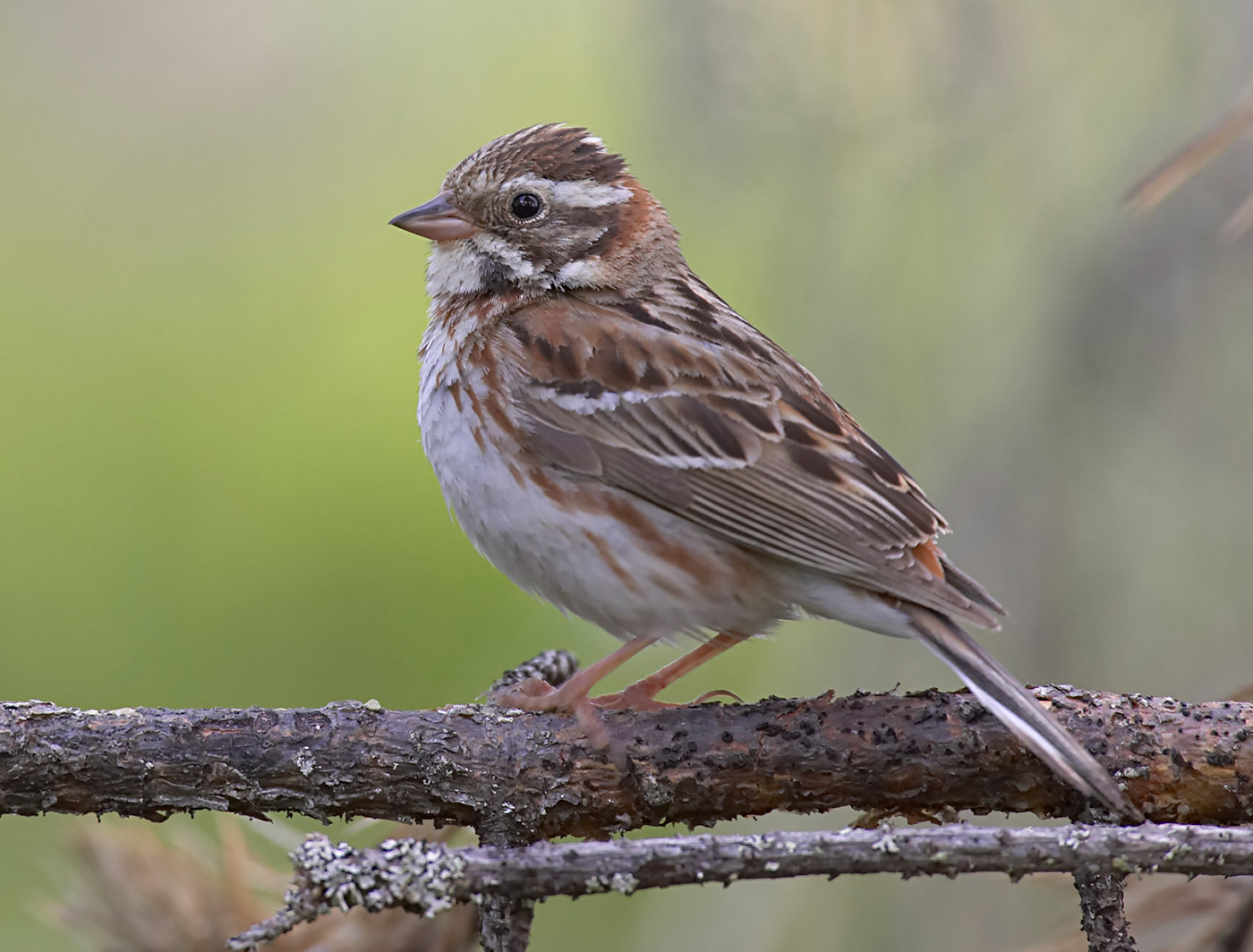 Reed, Little and Rustic Buntings photo ID guide - BirdGuides
