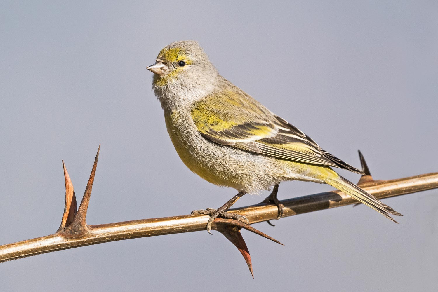 Eurasian Siskin, European Serin and Citril Finch photo ID guide ...