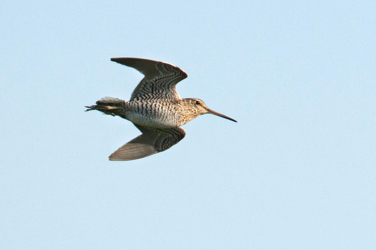 Common Snipe, Great Snipe and Eurasian Woodcock photo ID guide - BirdGuides
