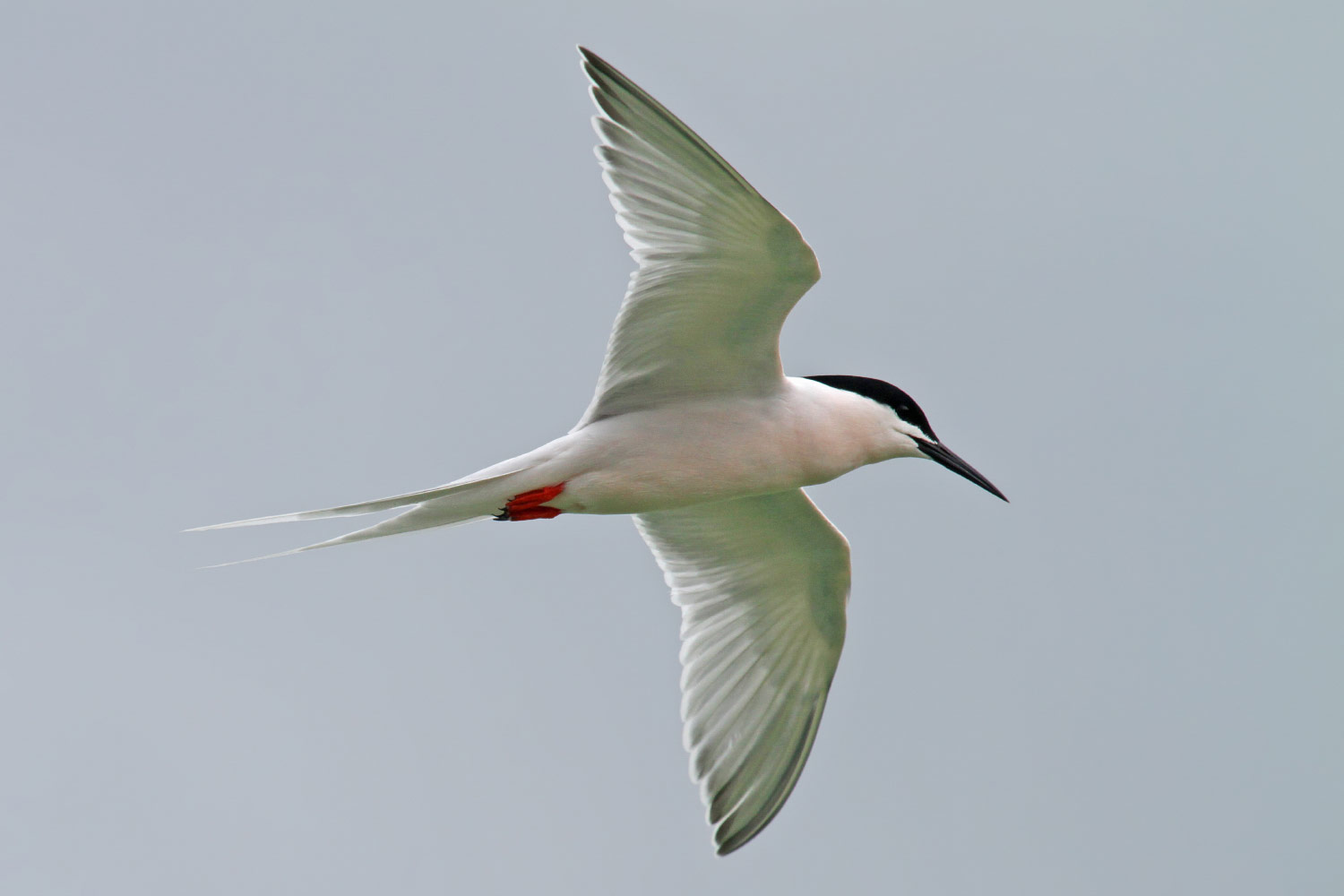 Common, Arctic and Roseate Tern photo ID guide - BirdGuides