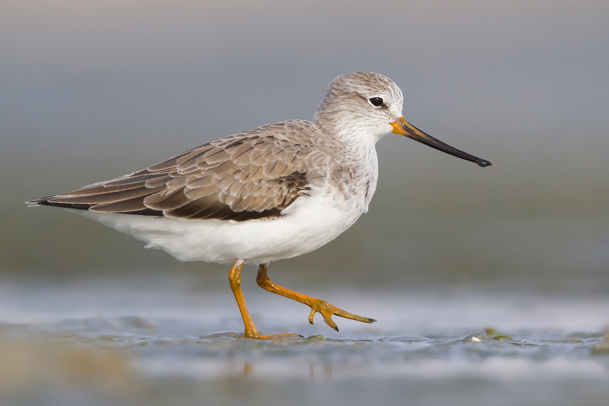 Common, Spotted and Terek Sandpipers photo ID guide - BirdGuides